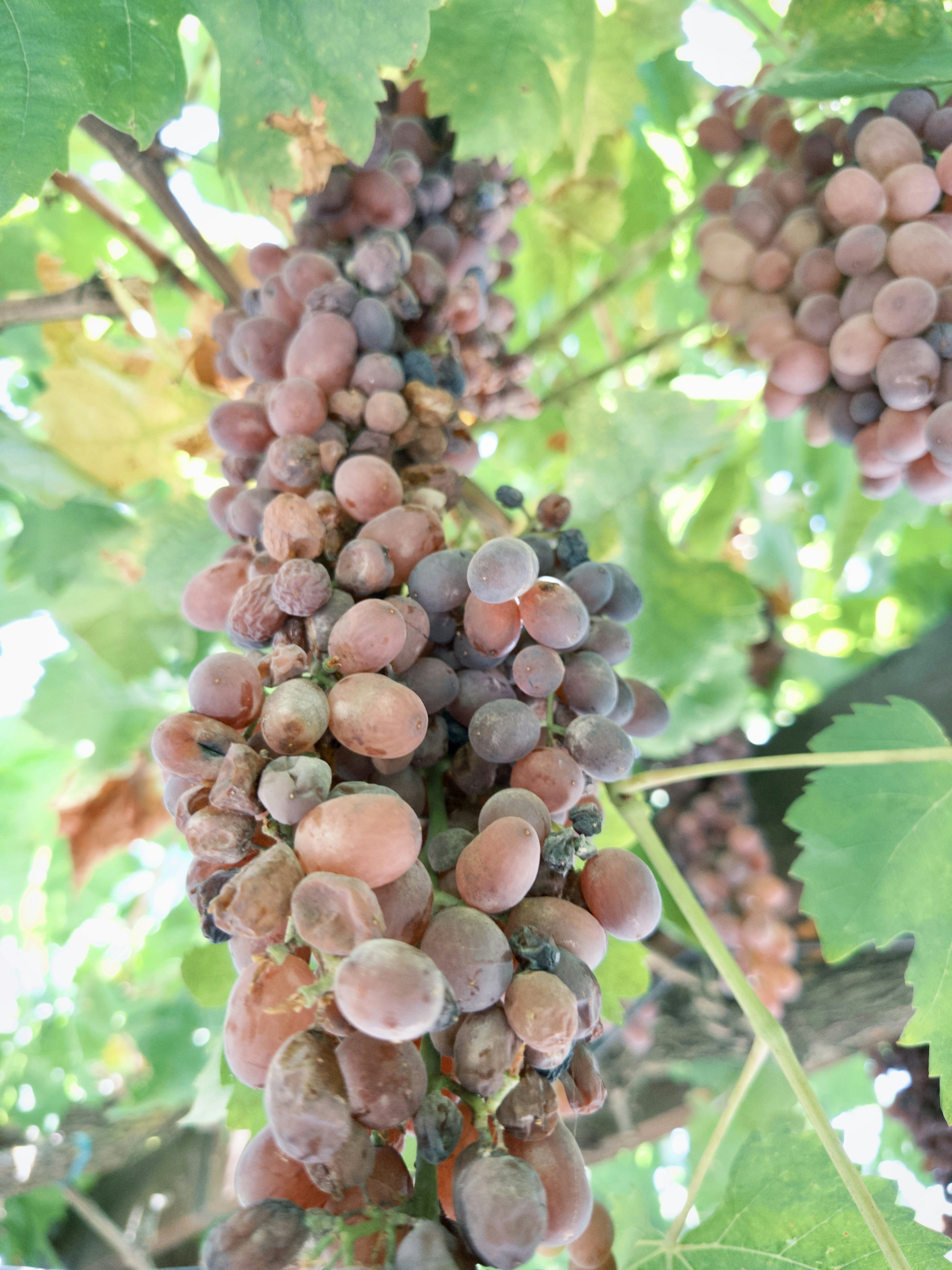 Grapelike cluster: sunlit vineyard fruit in bloom