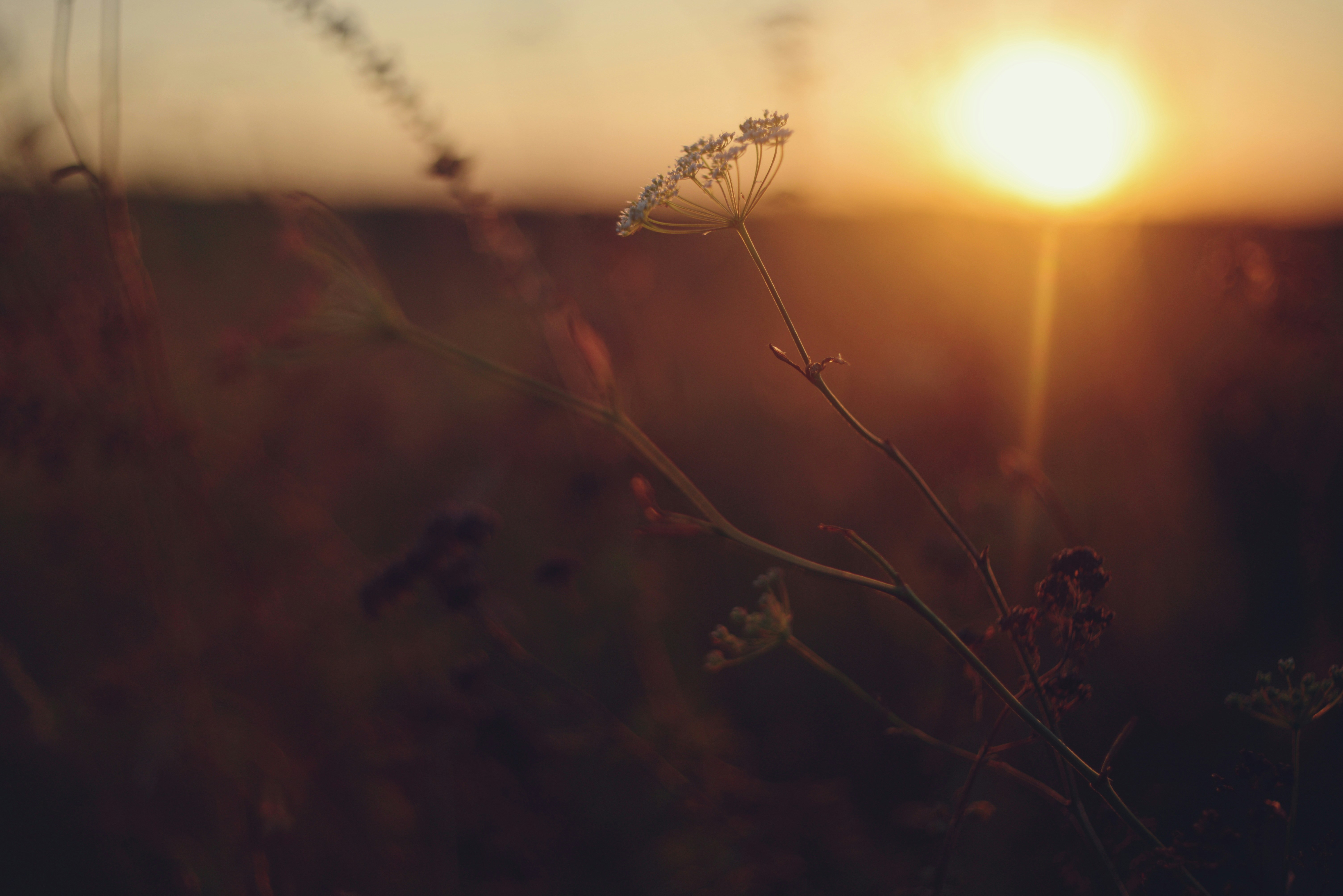 Sunlit Wildflower in a Quiet Dusk