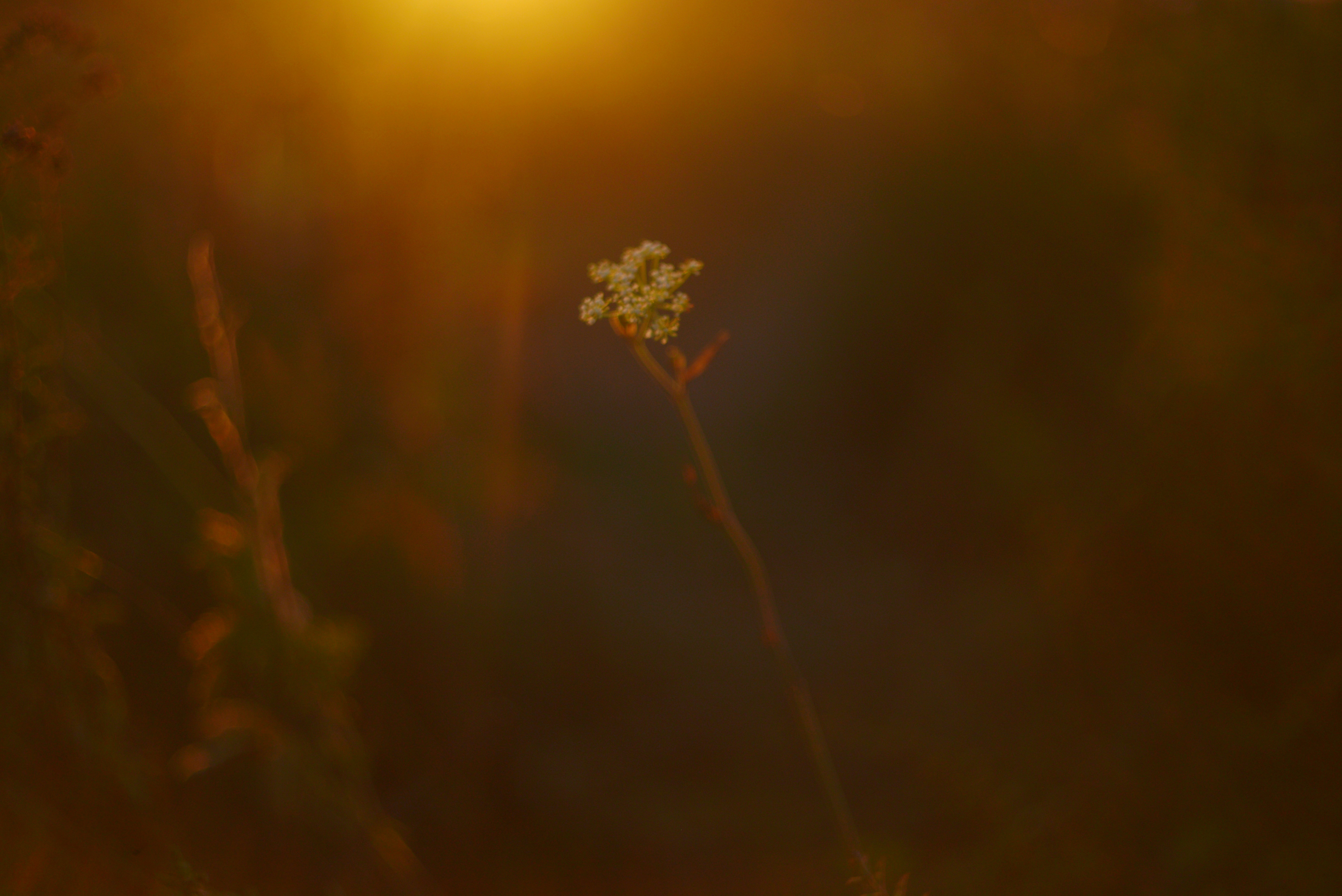 Quiet Flame: a single wildflower against a sunlit haze