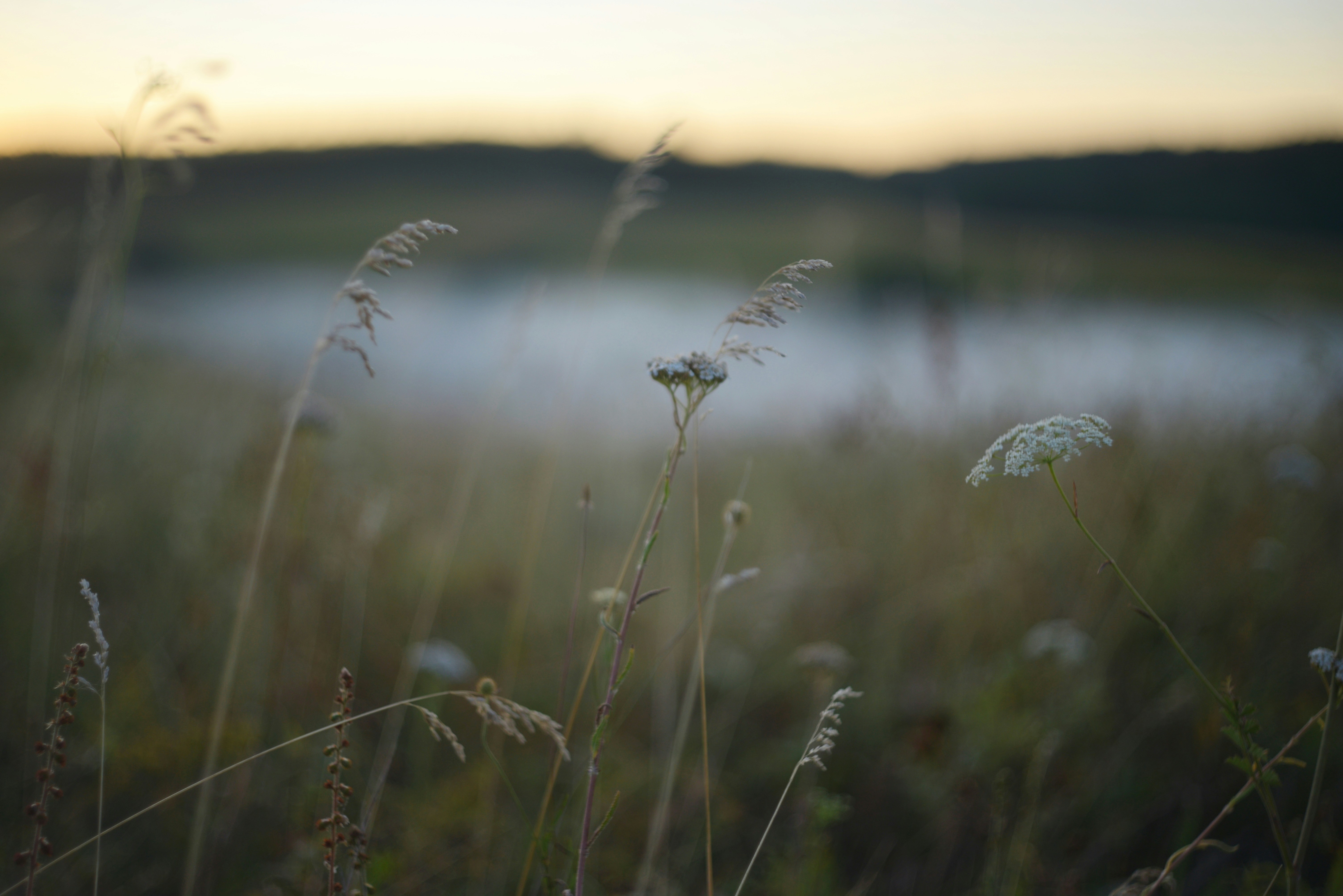 Quiet Meadow at Dusk: Grasses Silhouetted Against a Distant Lake