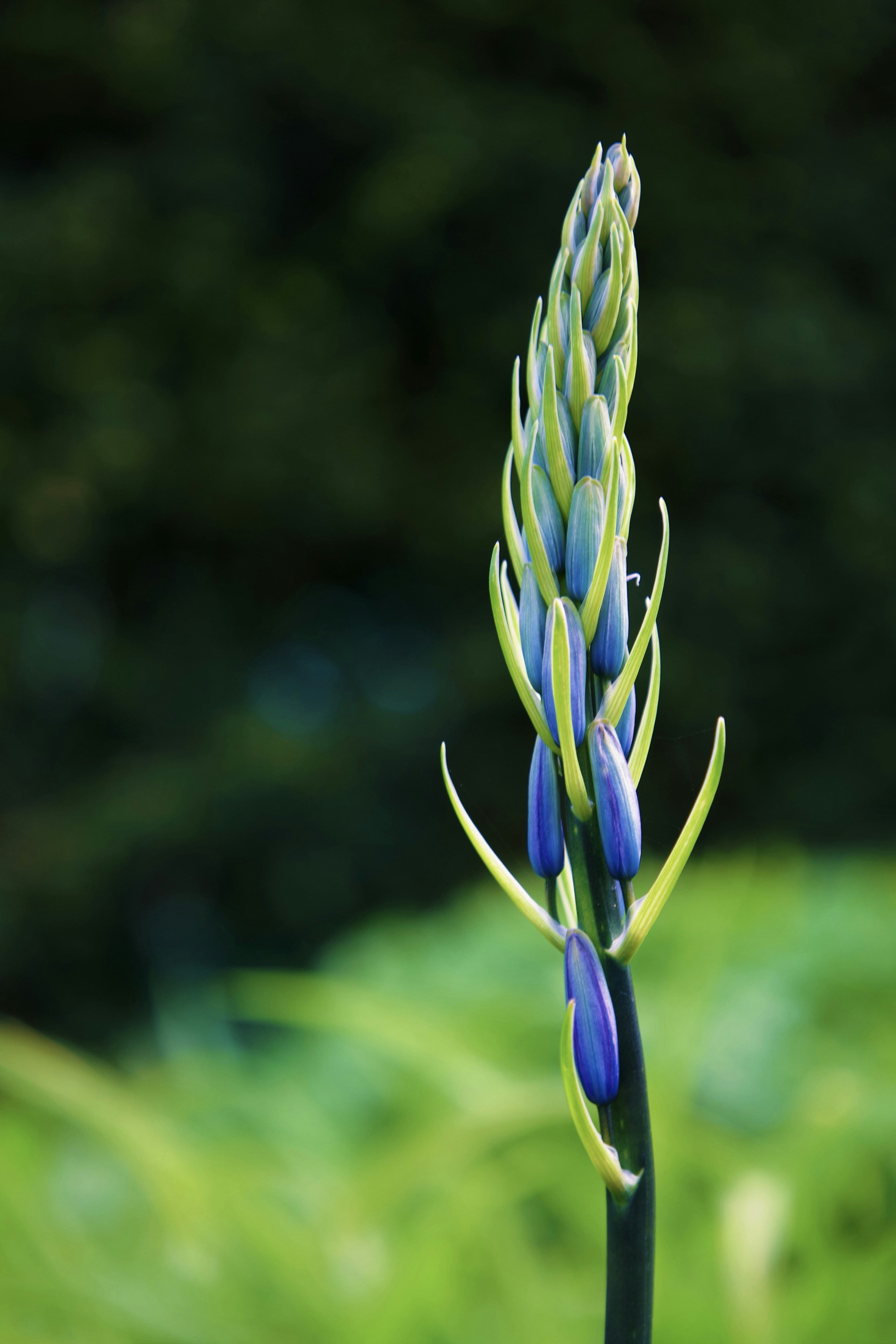 Emerald Crown: a close-up of a cobalt-tipped inflorescence rising from a blurred green backdrop