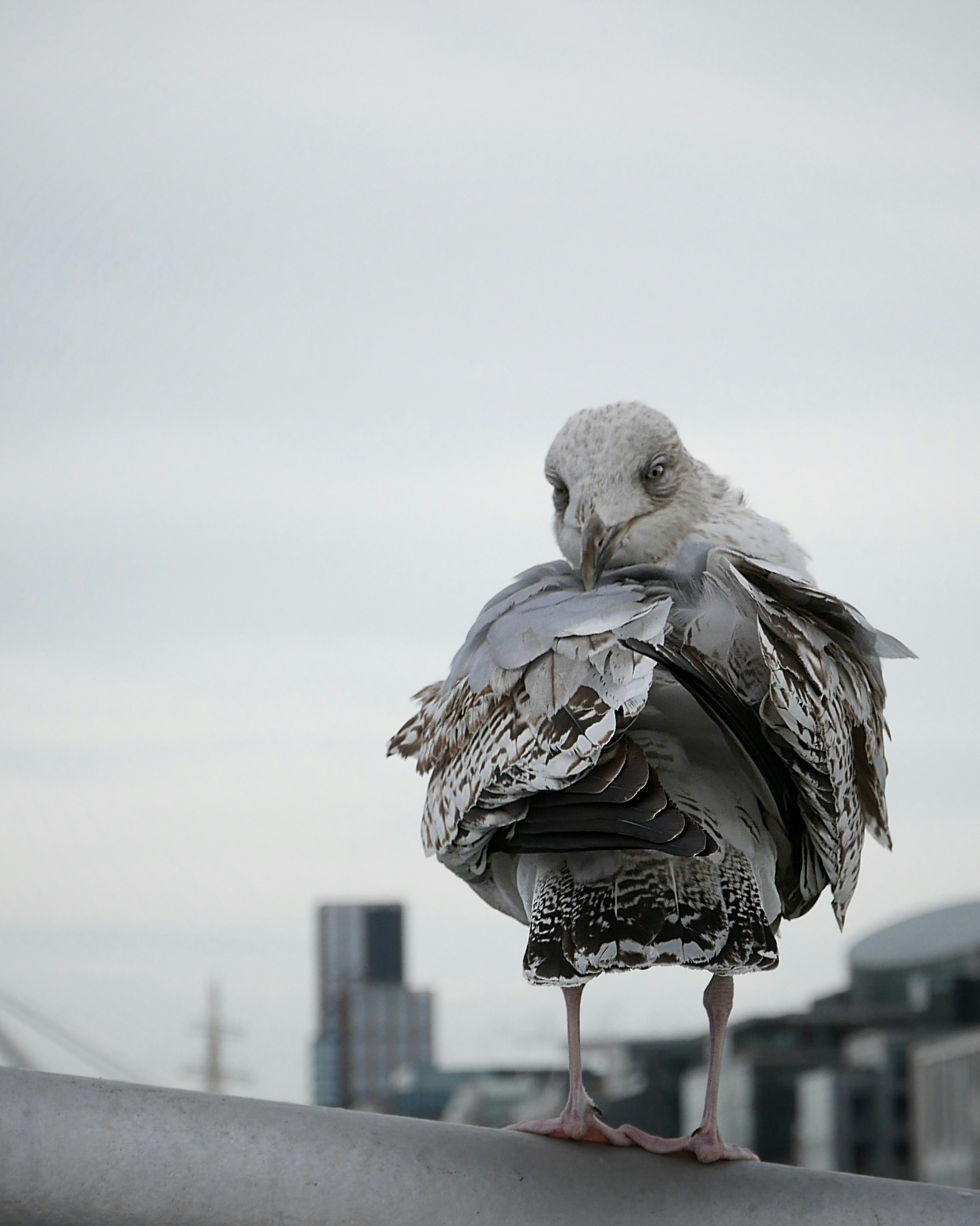Coastal Gaze: A Seagull Paused on the Pier