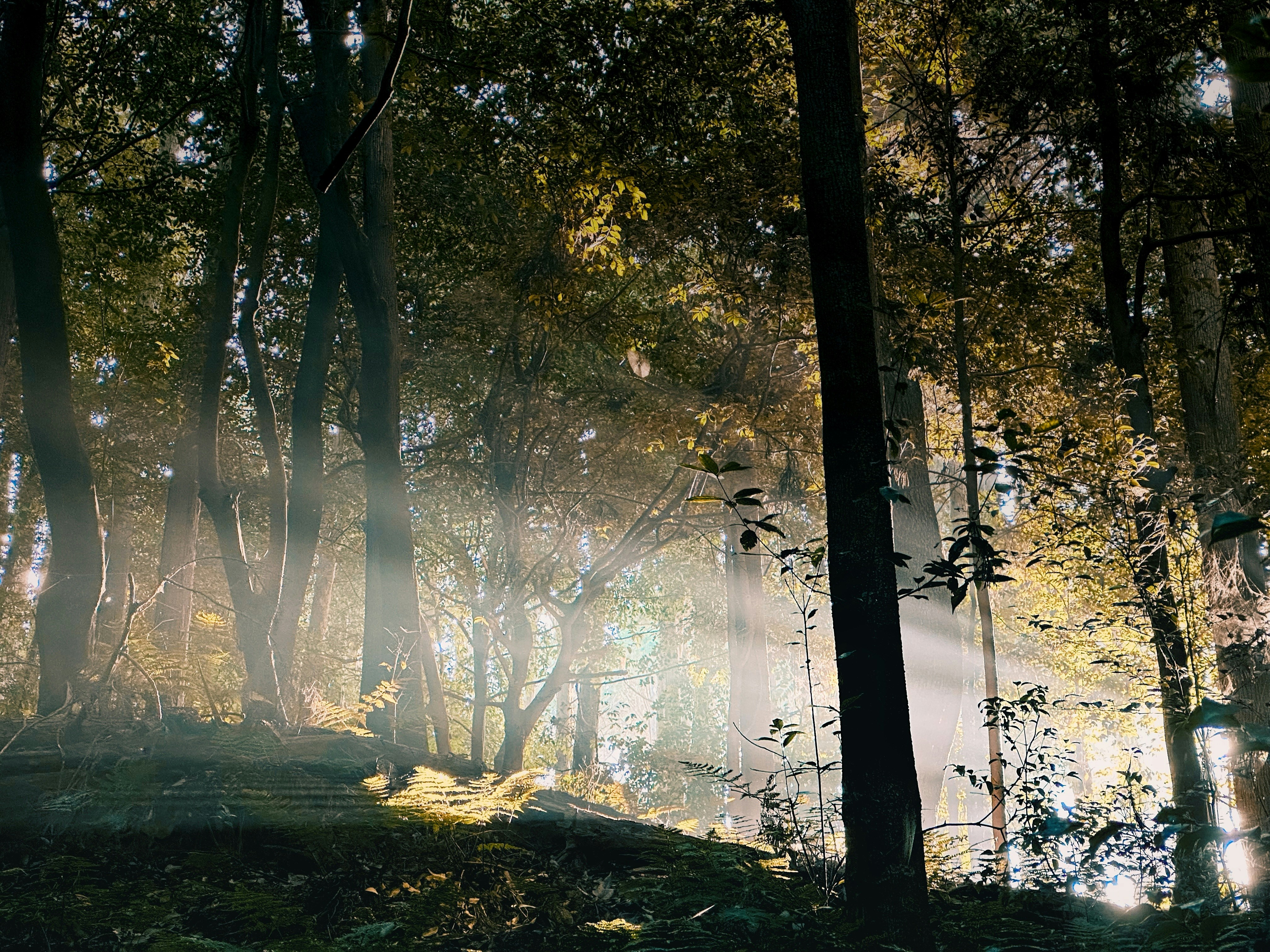 Sunbeams Through the Quiet Woods
