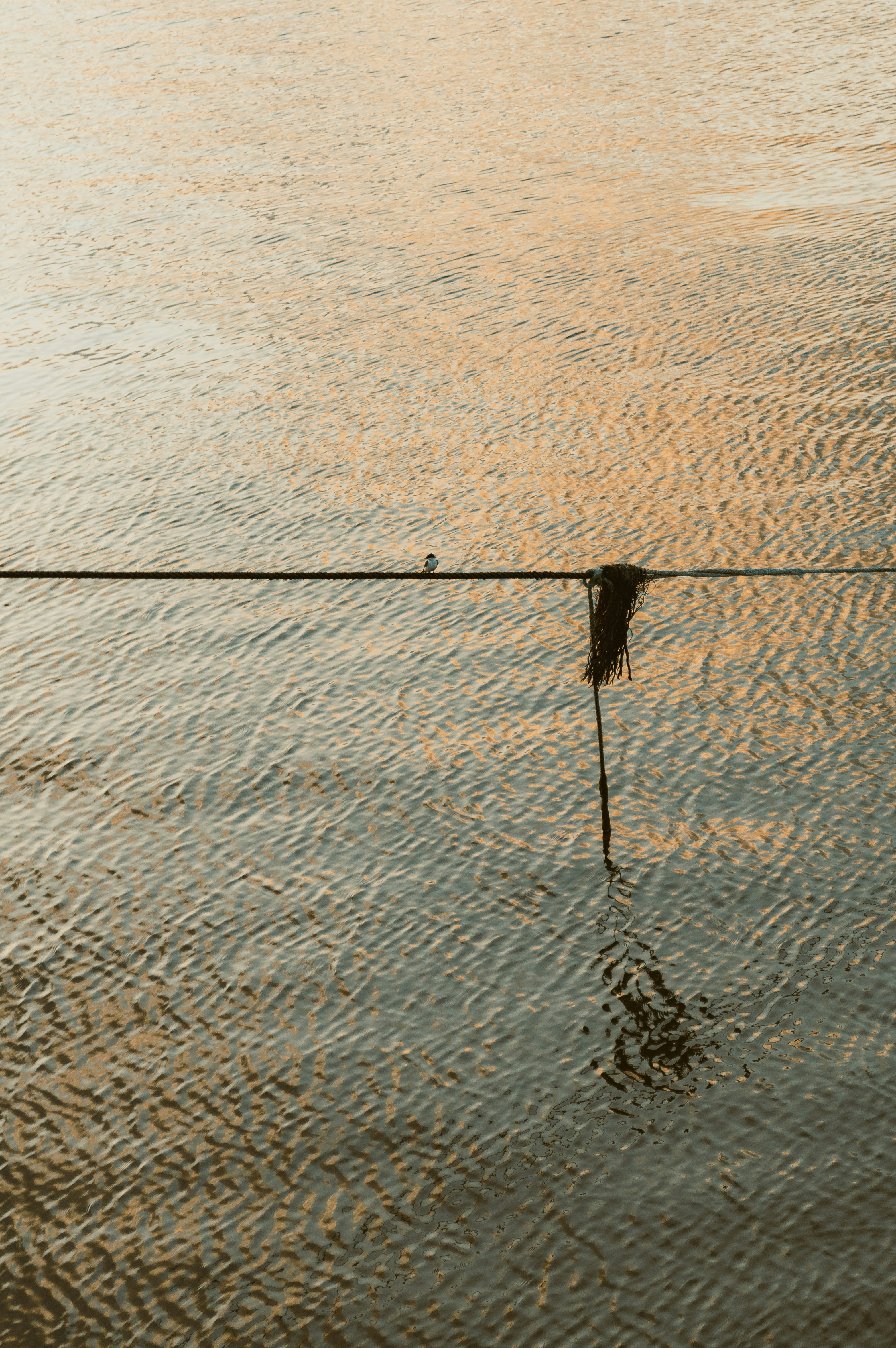 Rope and Ripples: Evening Light on an Orchard of Water