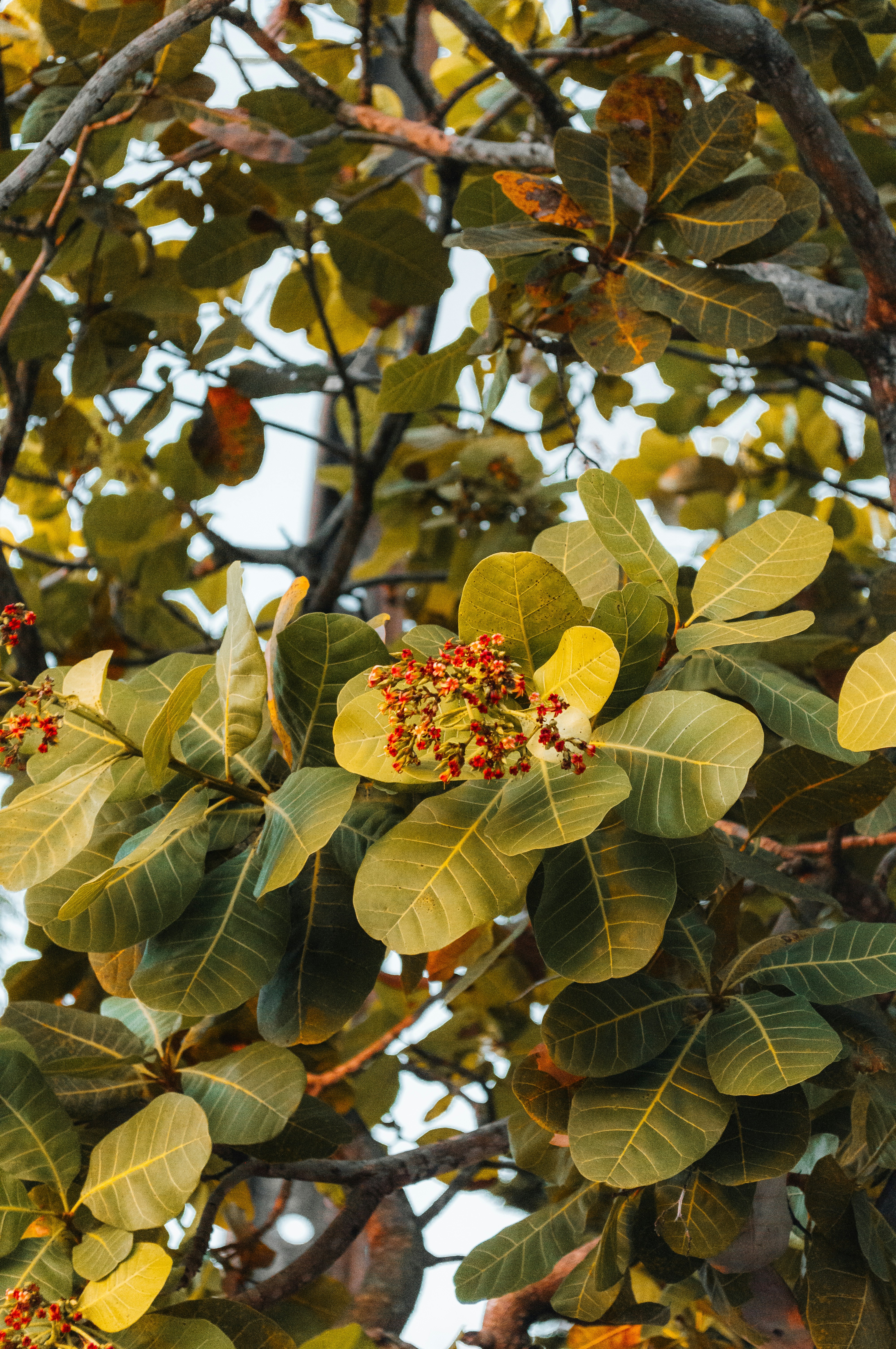 Autumnal Foliage with Clustered Berries in Sunlit Canopy