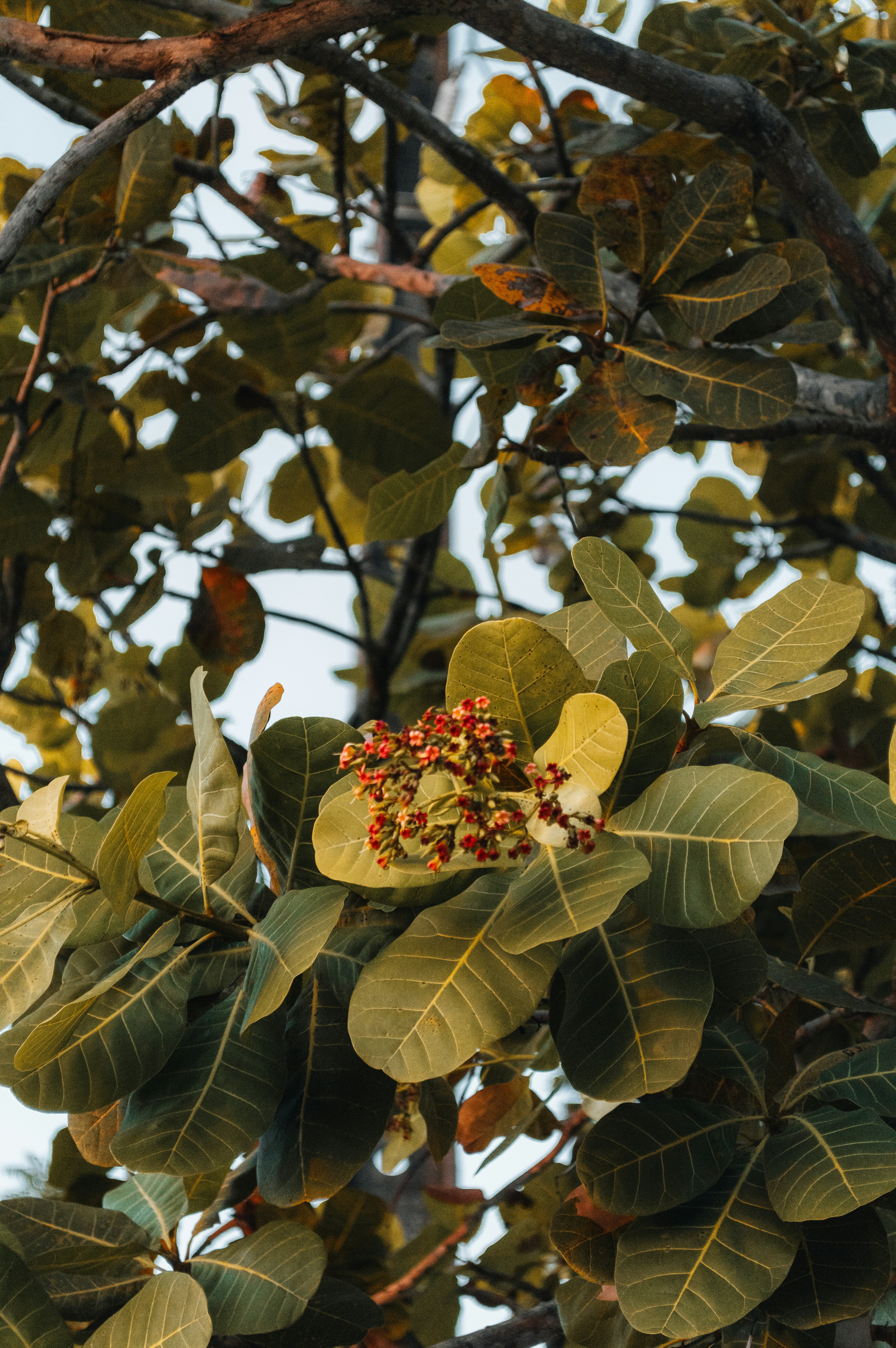 Red Berries on a Leafy Branch: Autumn Color in Focus