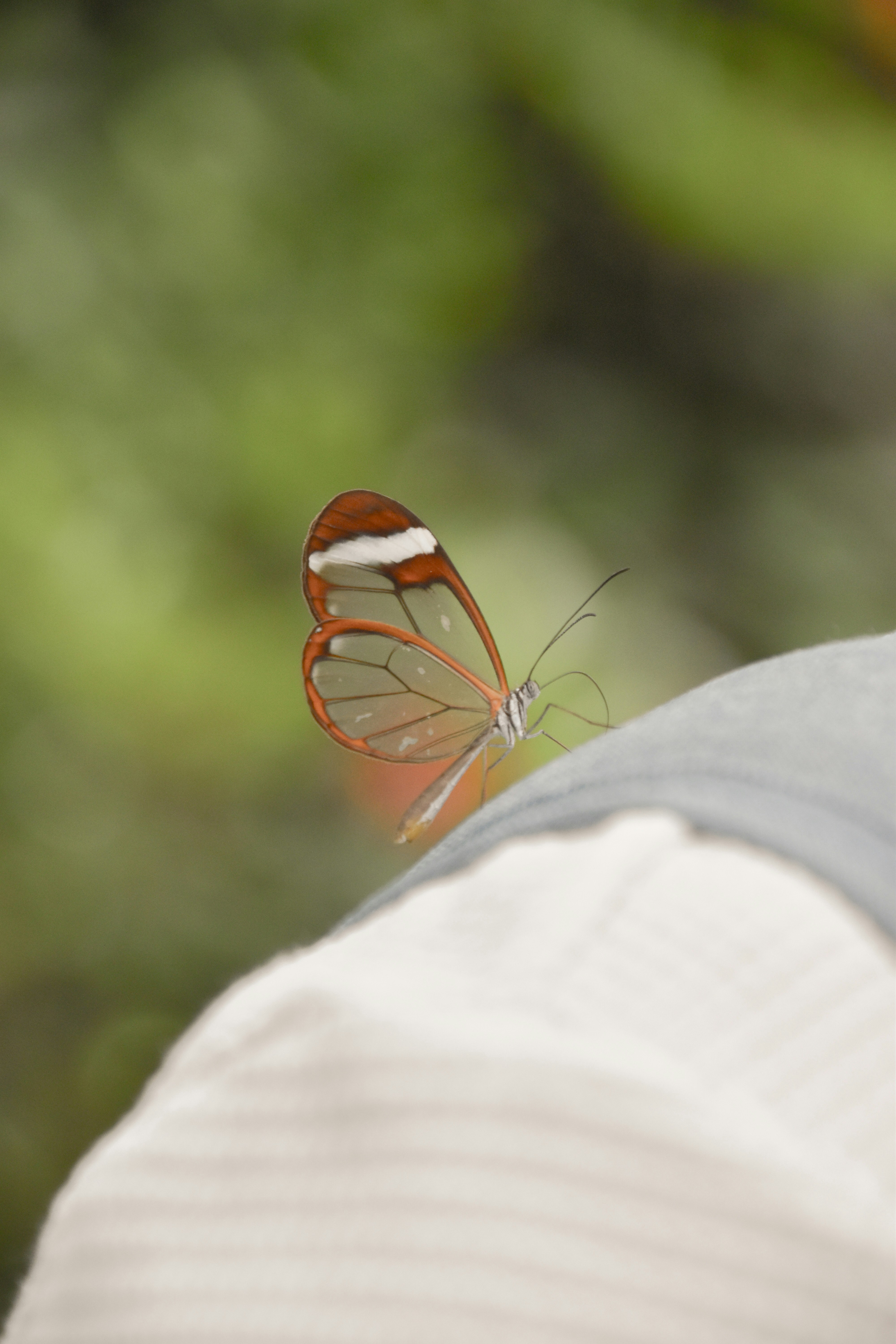 Red-White Wing in Soft Green: A Butterfly Resting on Fabric