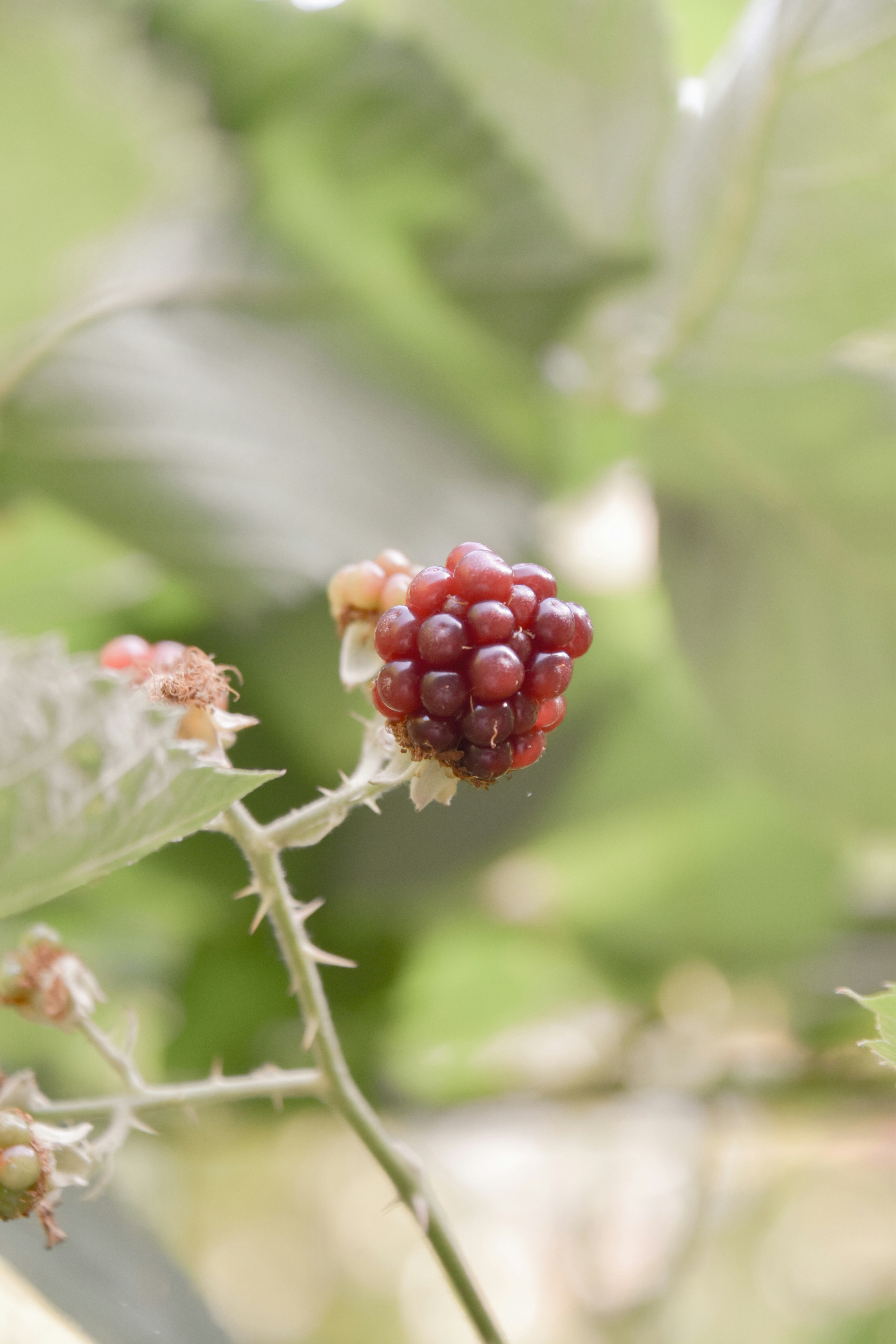 Close-up of a ripening blackberry cluster on a thorny stem