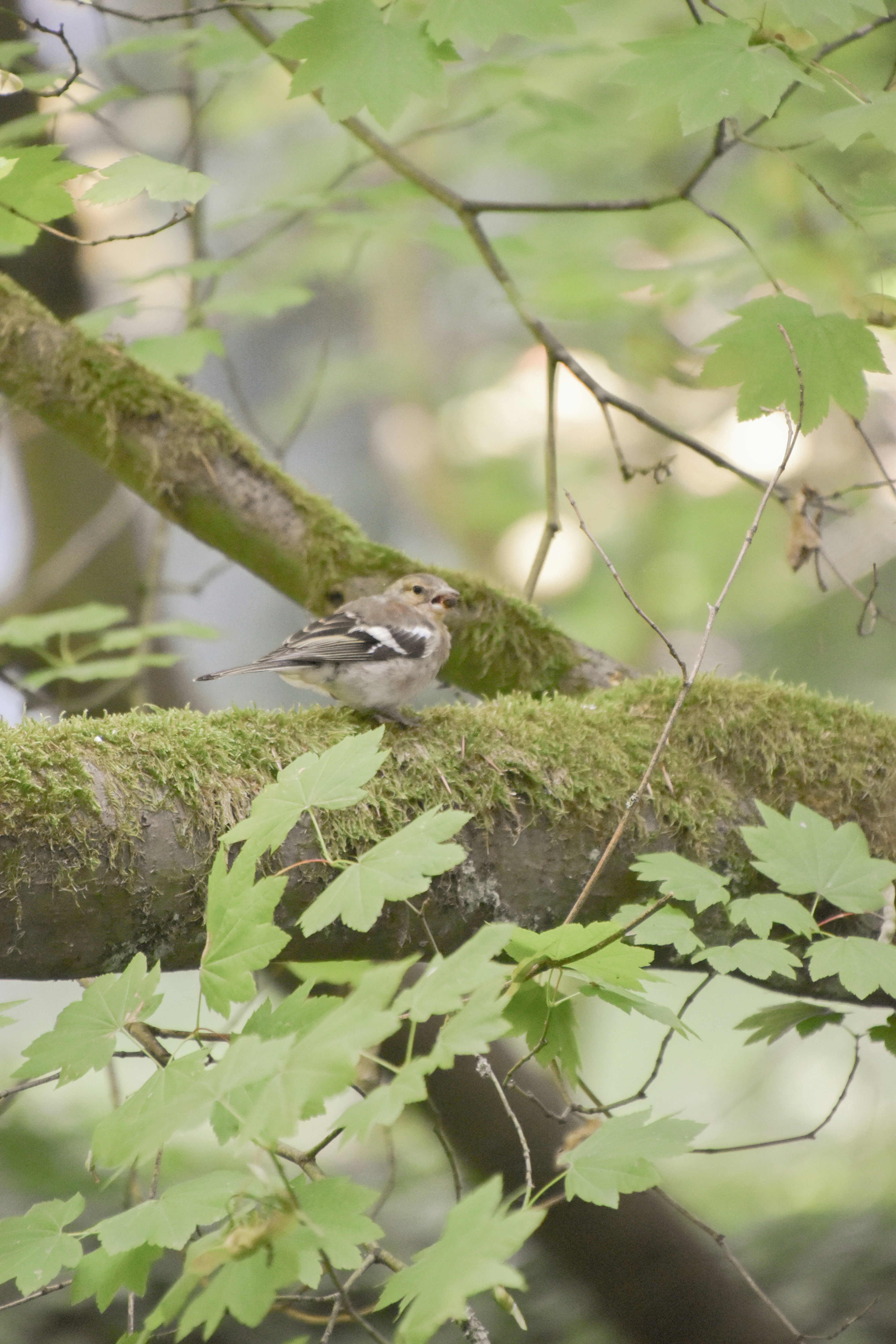 Mute Watcher on Mossy Branch: A Small Bird in Soft Green Light