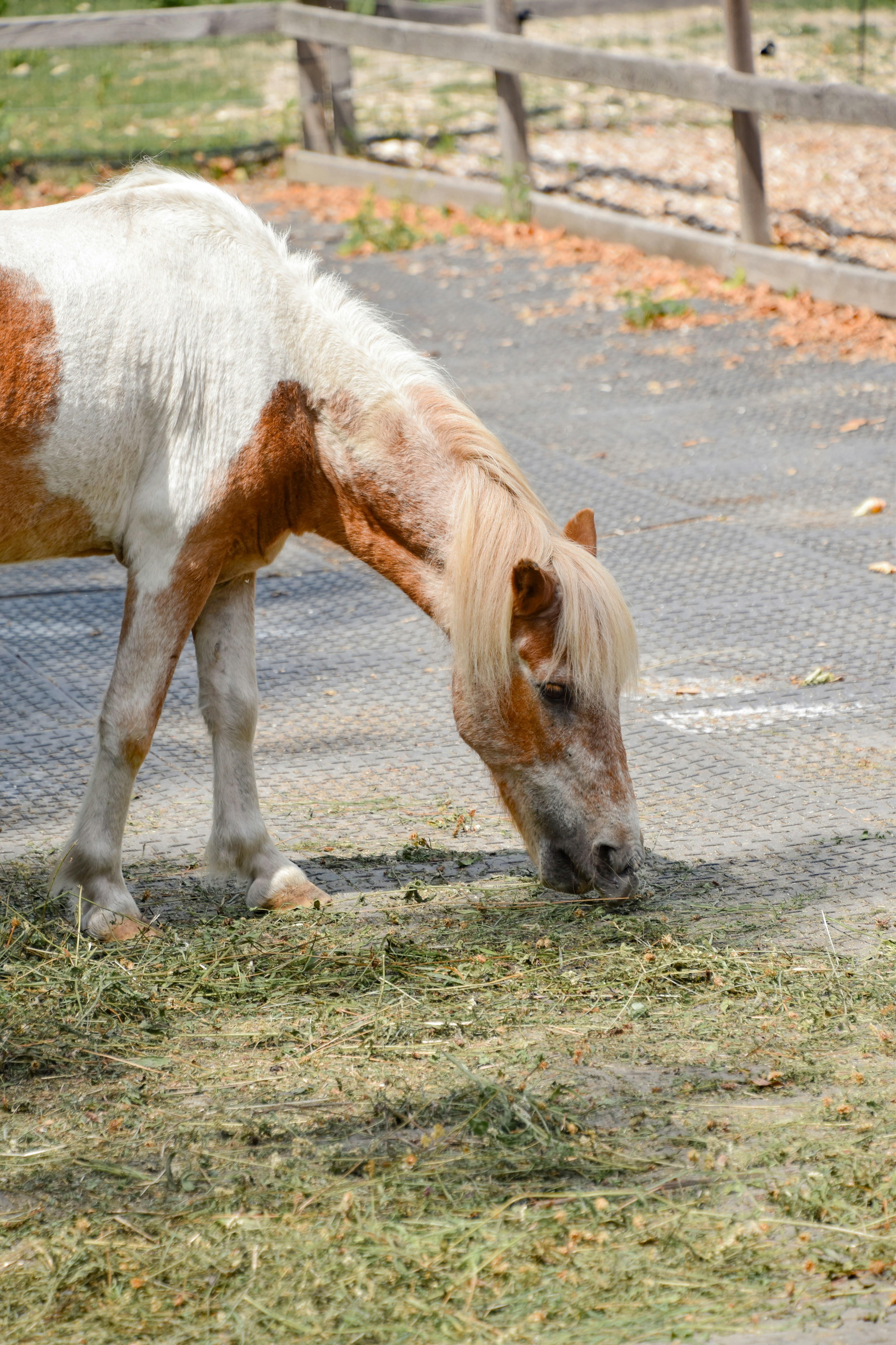 Grazing in a Quiet Paddock: A Cream and Chestnut Pony at Dusk Fence Line