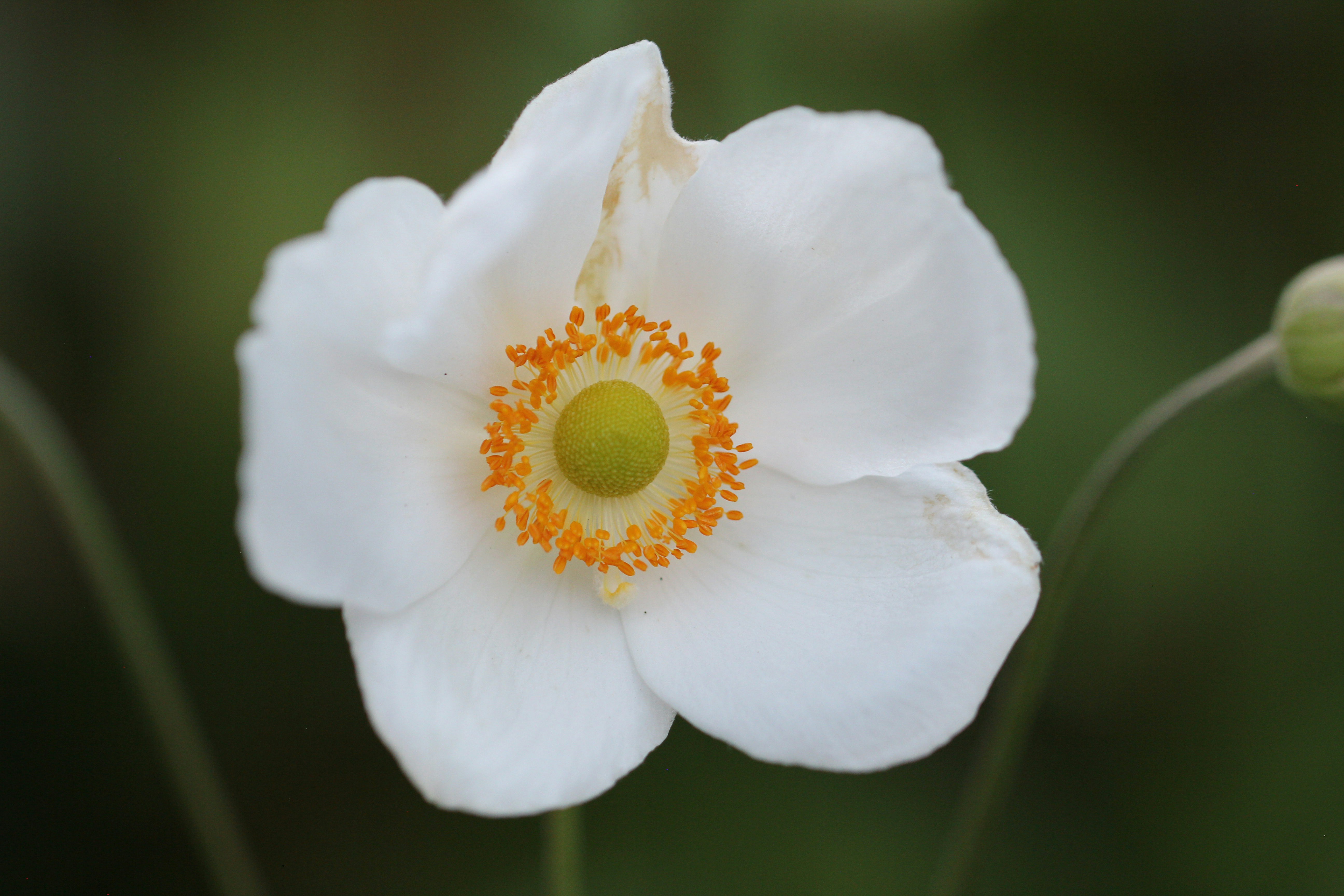 White poppy in soft focus bloom with bright orange stamen