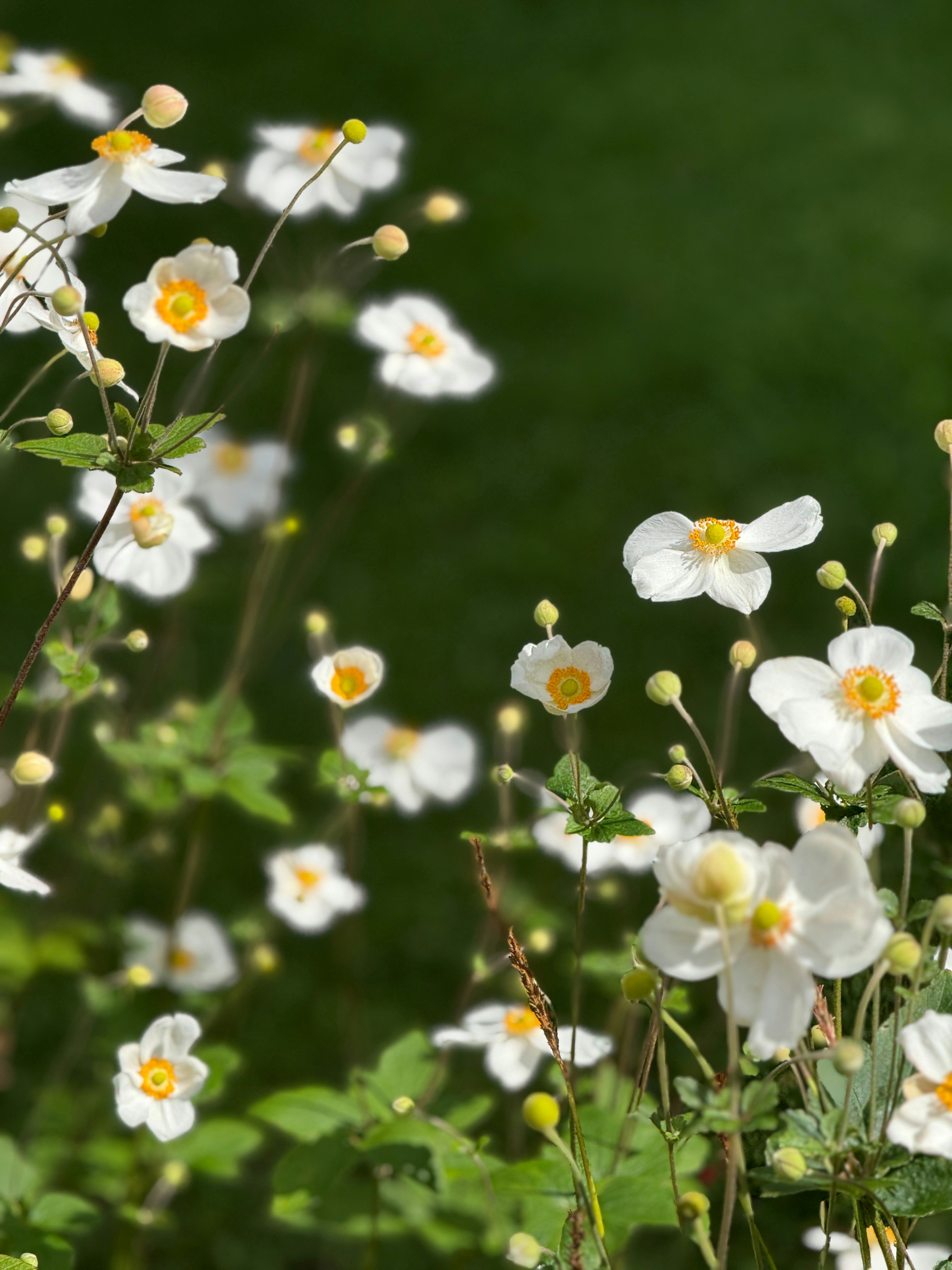 White blossoms in bloom along a sunlit garden path