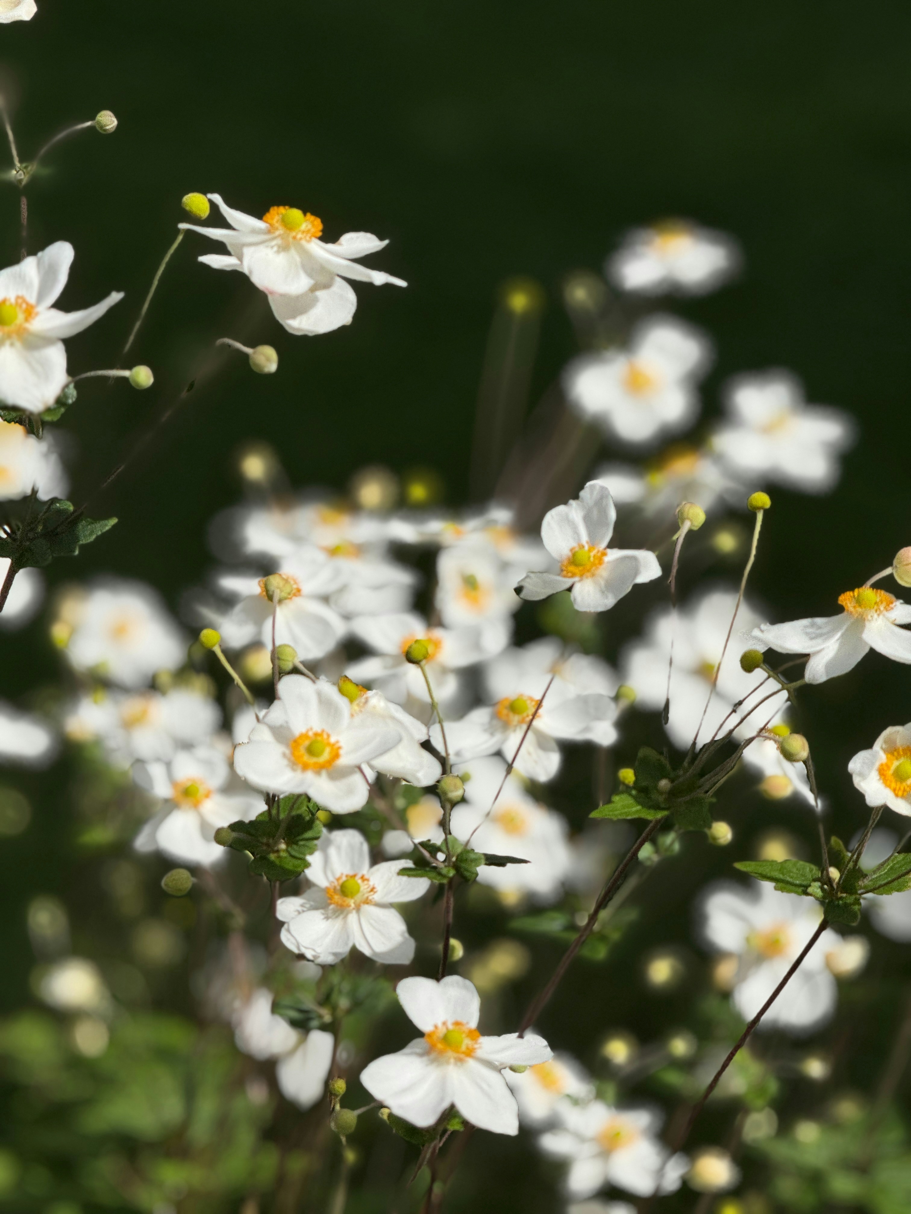 White blossoms in sunlit meadow blur