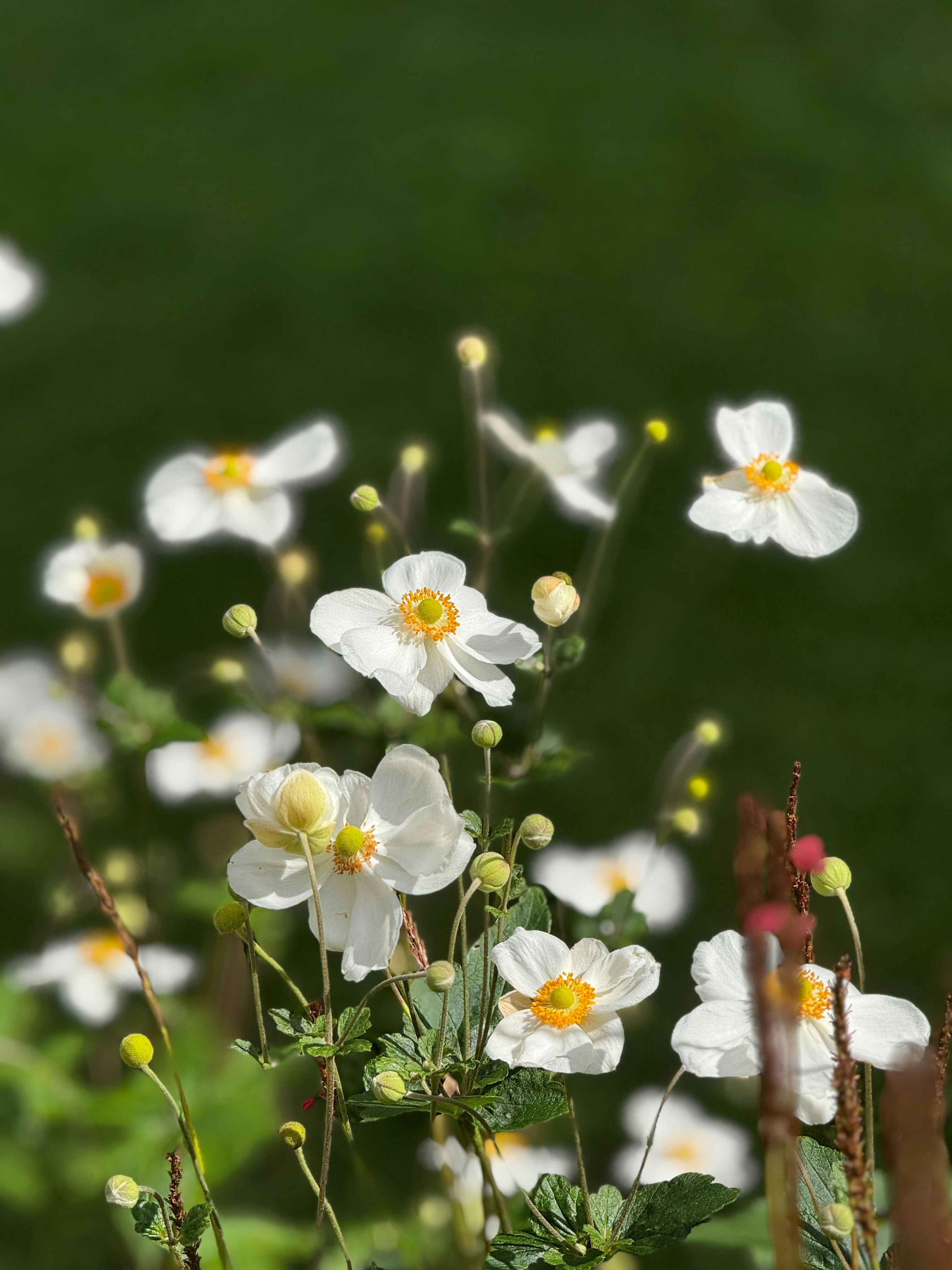 White anemones in a sunlit garden blaze with yellow centers