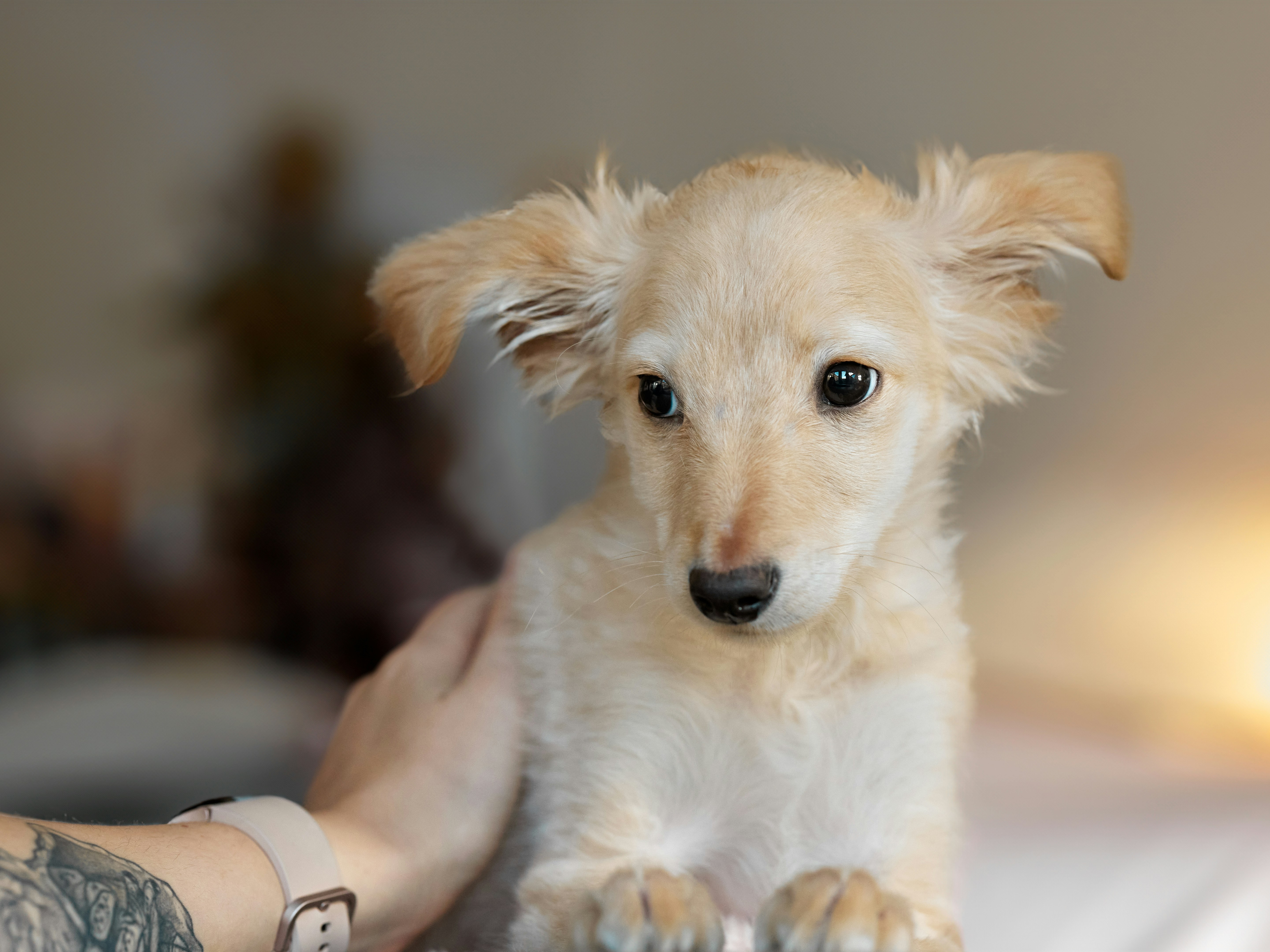 Gentle Puppy in a Quiet Evening of Calm