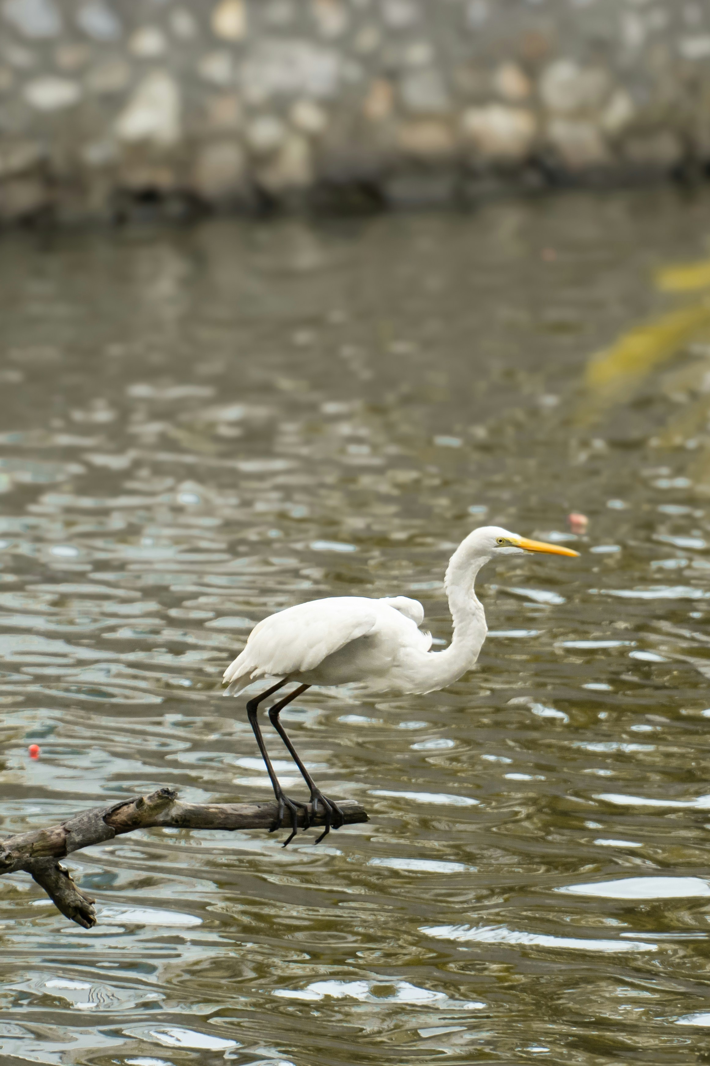 Balancing on a Weathered Stick: A White Heron Stills the River