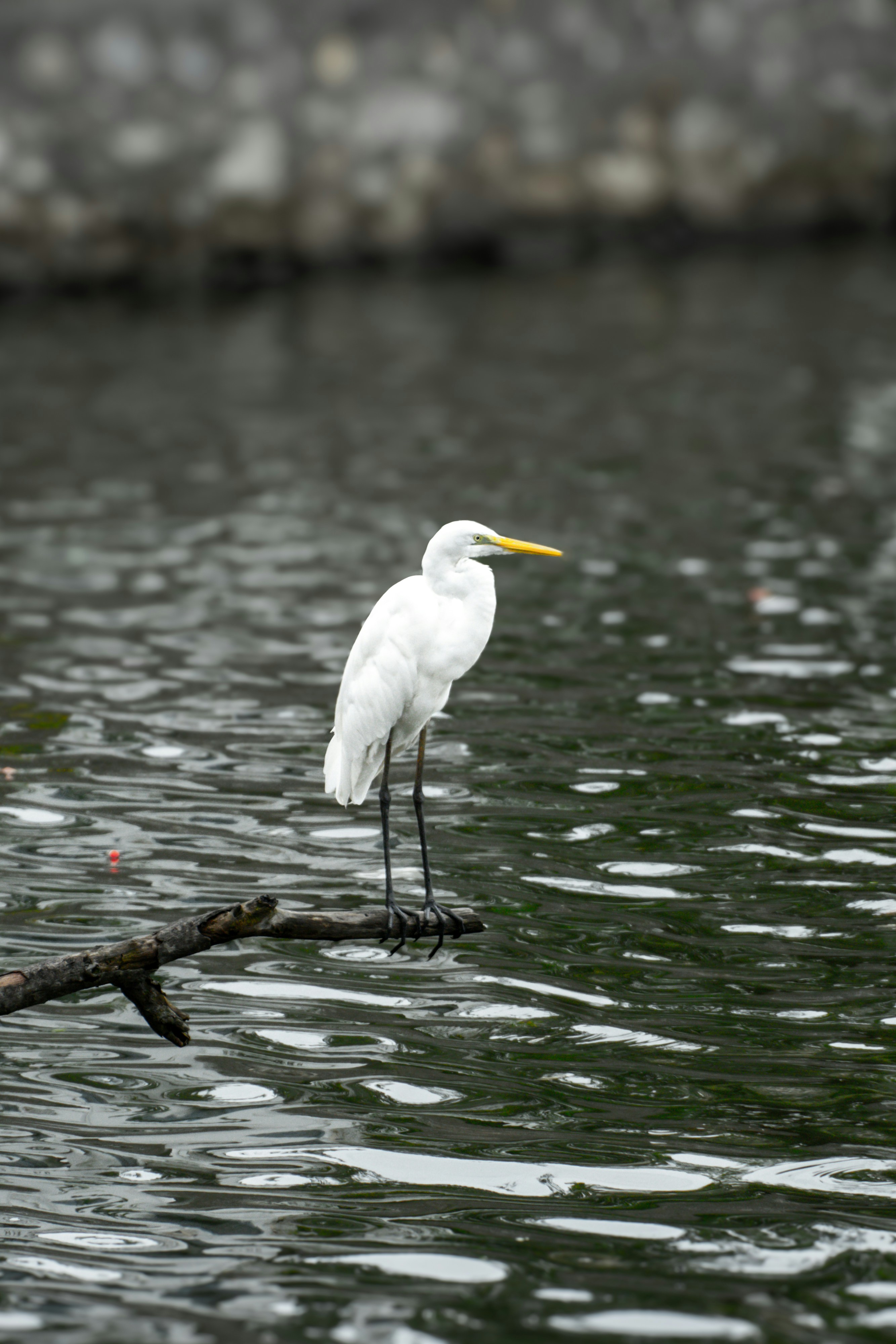 White Heron on a Weathered Branch: Silence Over Ripples