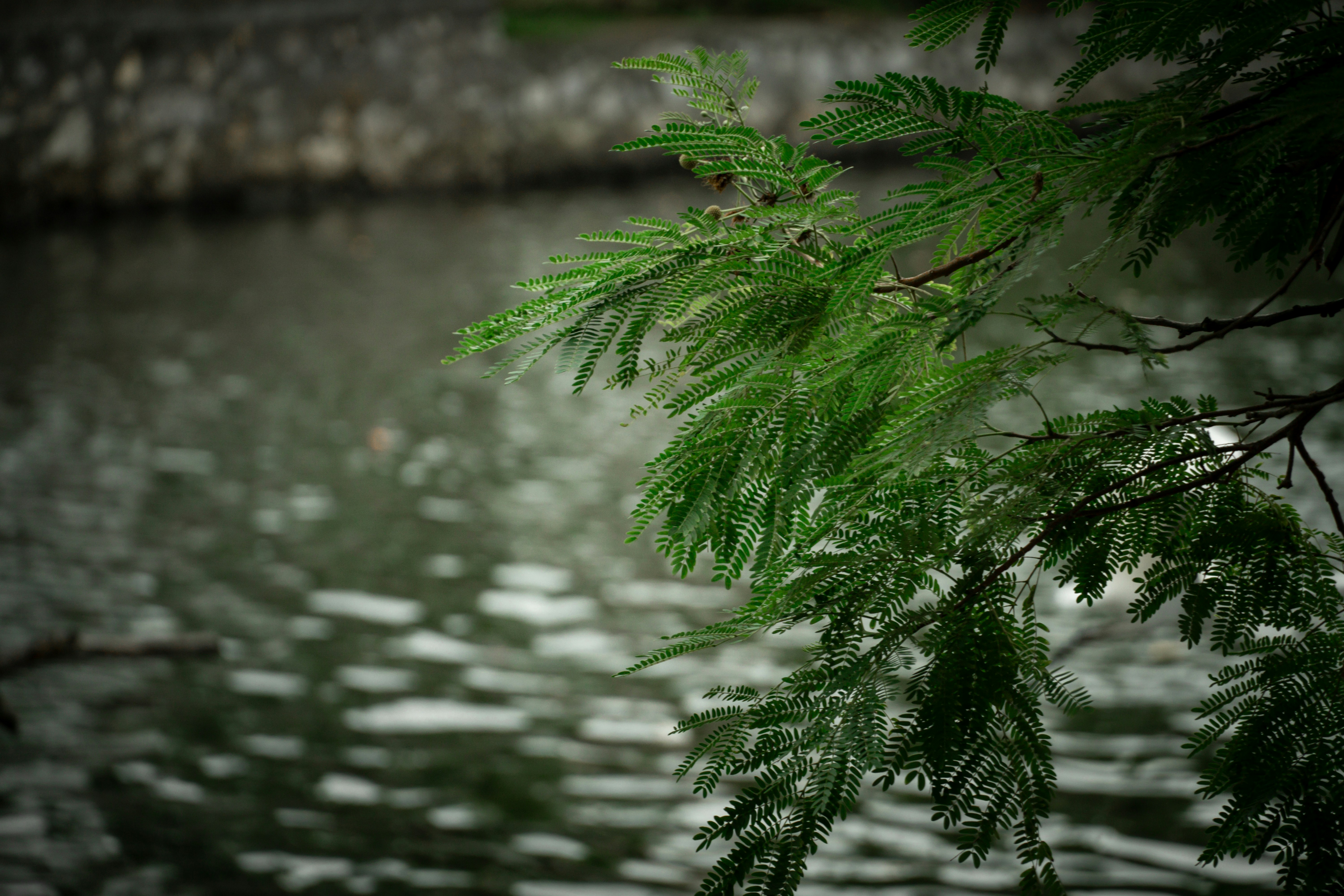 Green Fronds At the Water's Edge