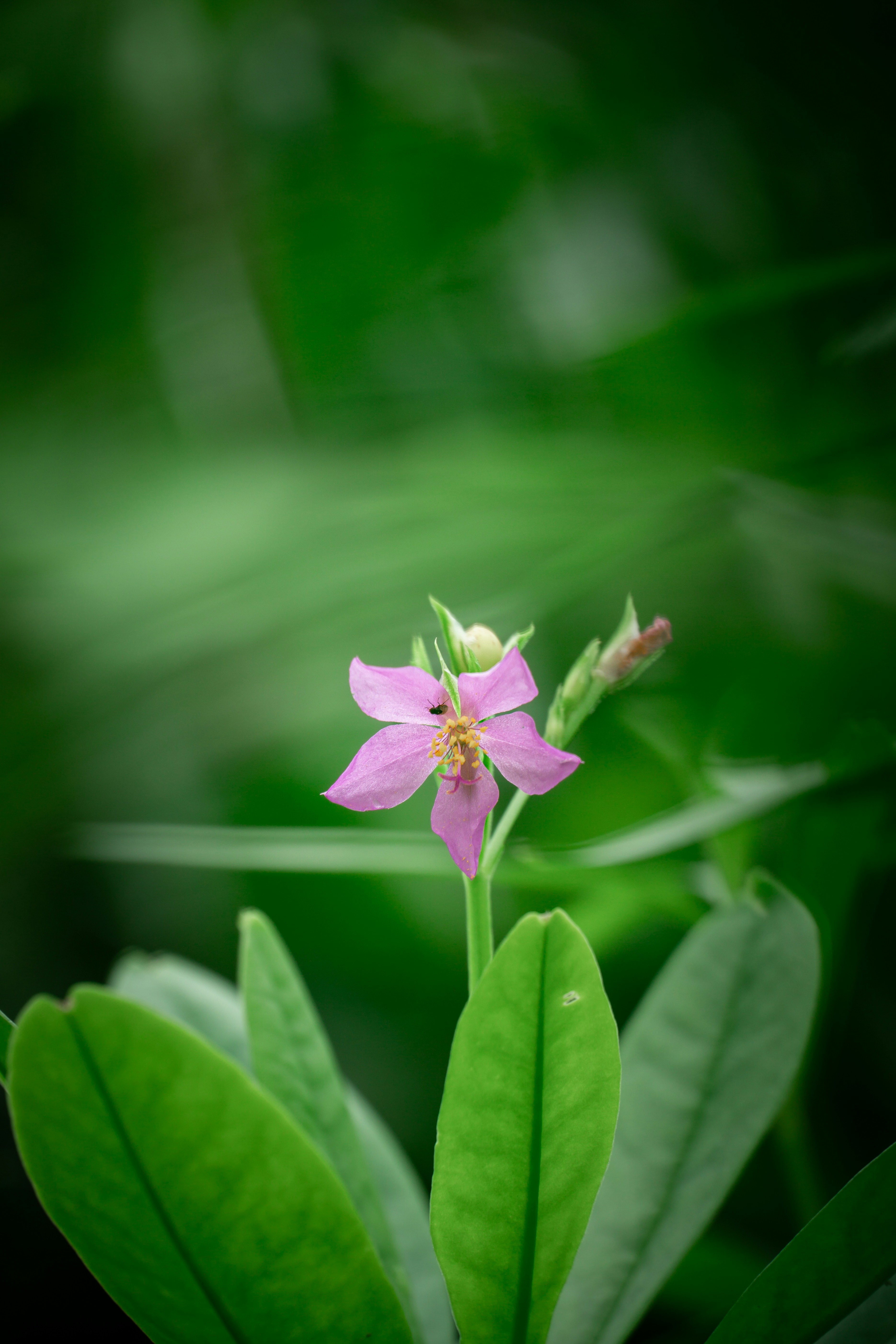 Pink Bloom Amid Green Quiet