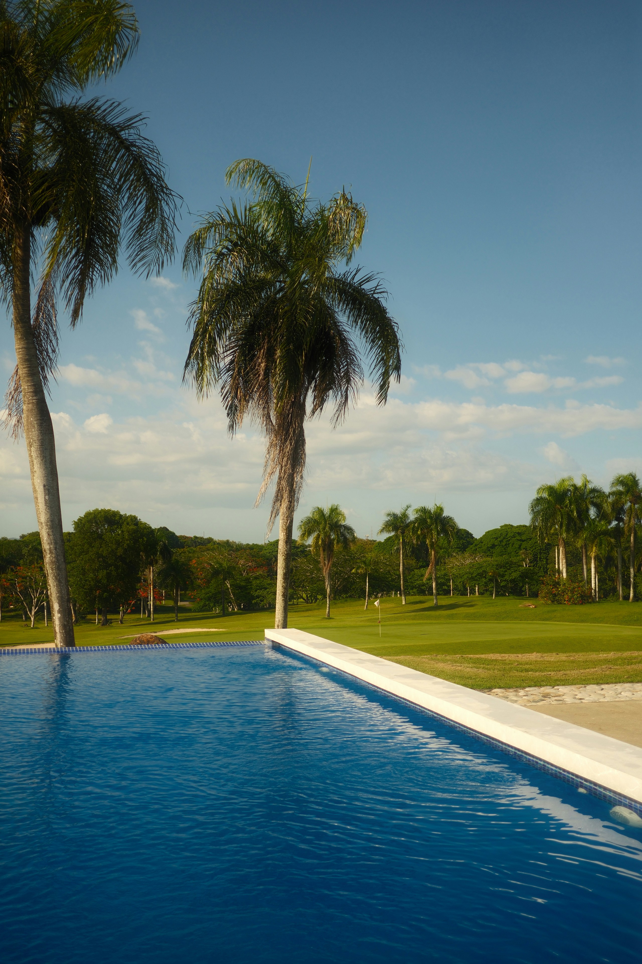 Palm-lined Oasis: A Quiet Edge of the Pool under Wide Blue Skies