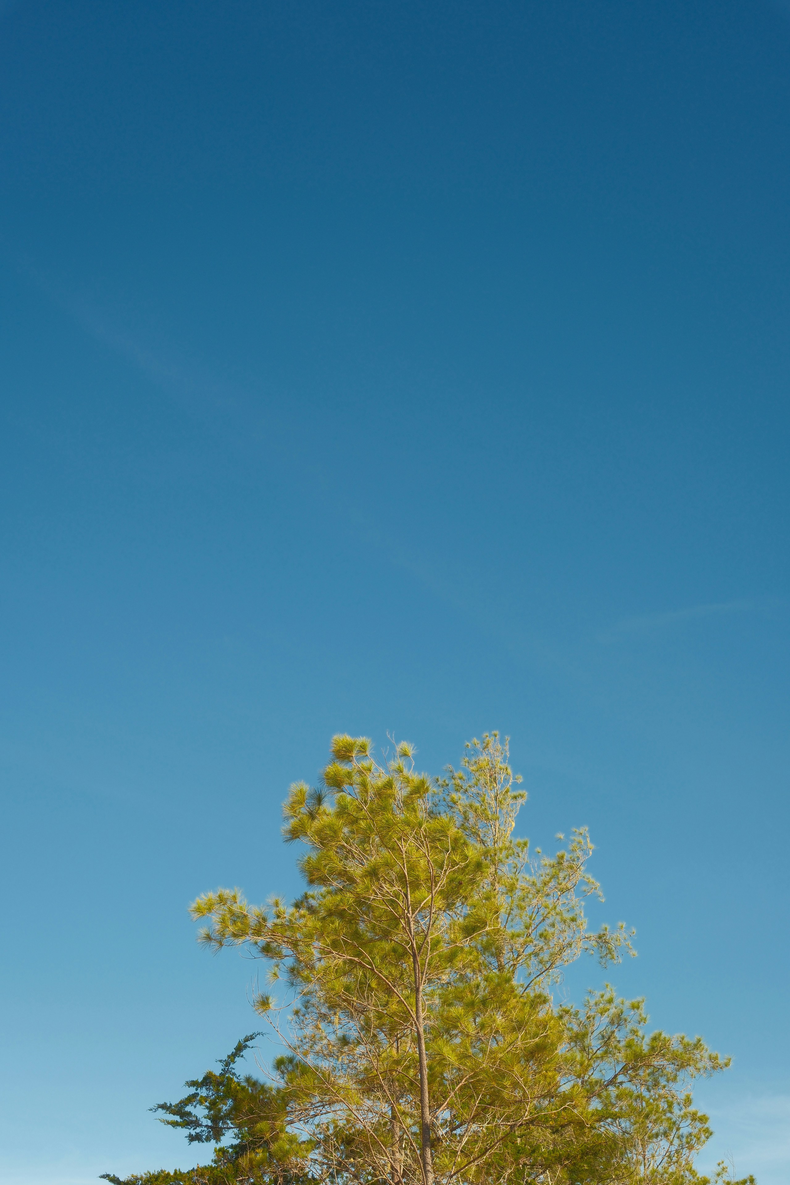 Lone Tree Reaching Toward a Wide Blue Sky