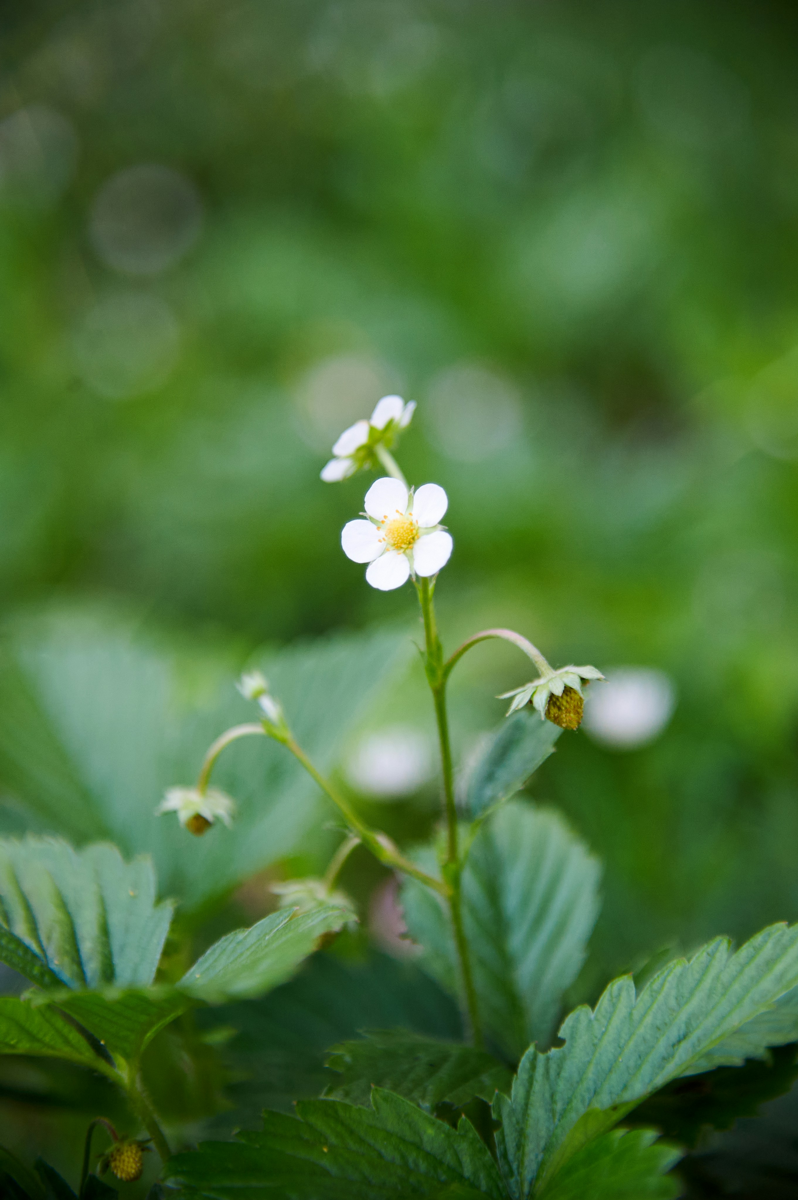 White Strawberry Bloom Reaching Toward the Sun