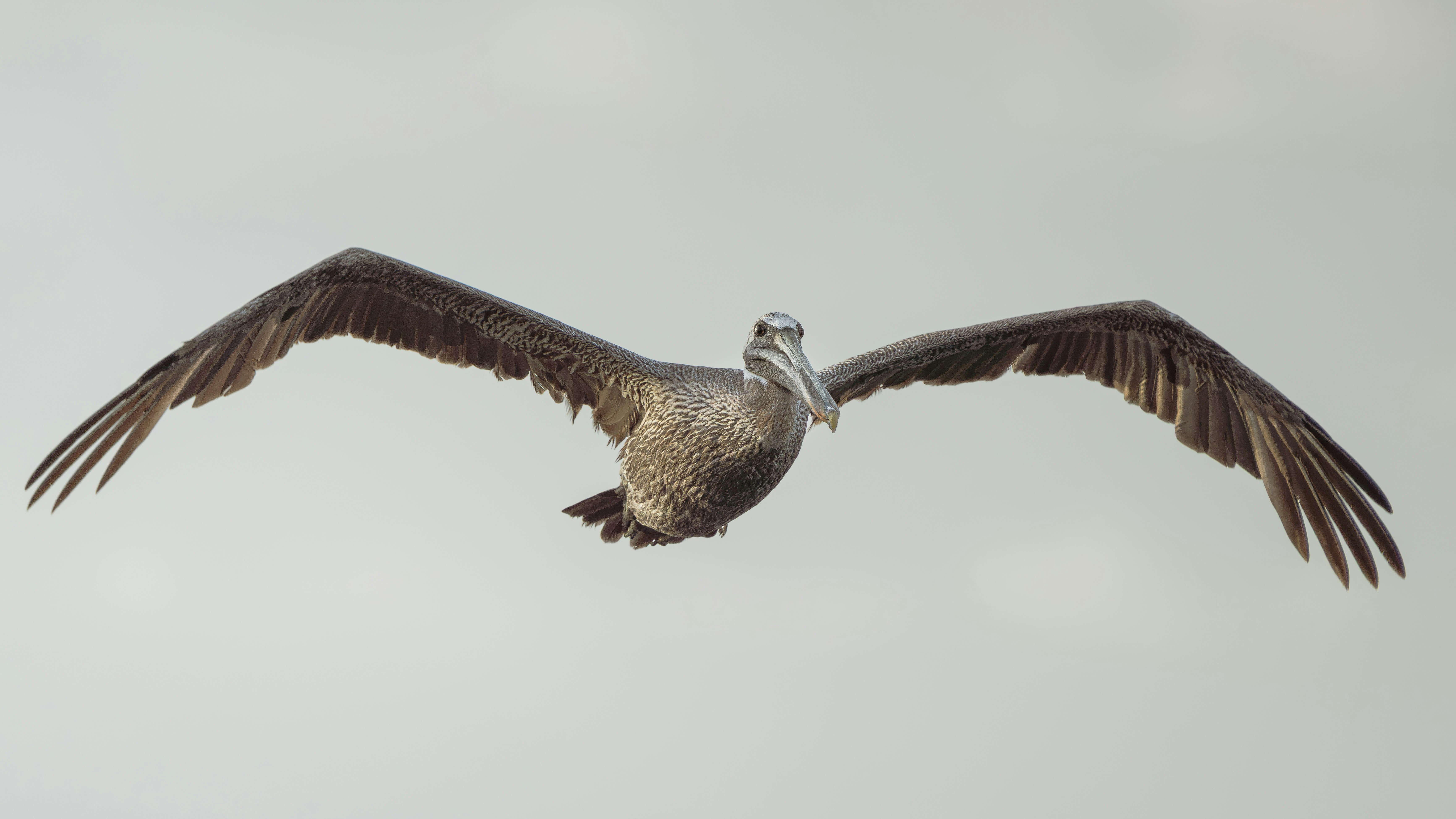 Midflight Majesty: A Seabird in Crisp Suspension