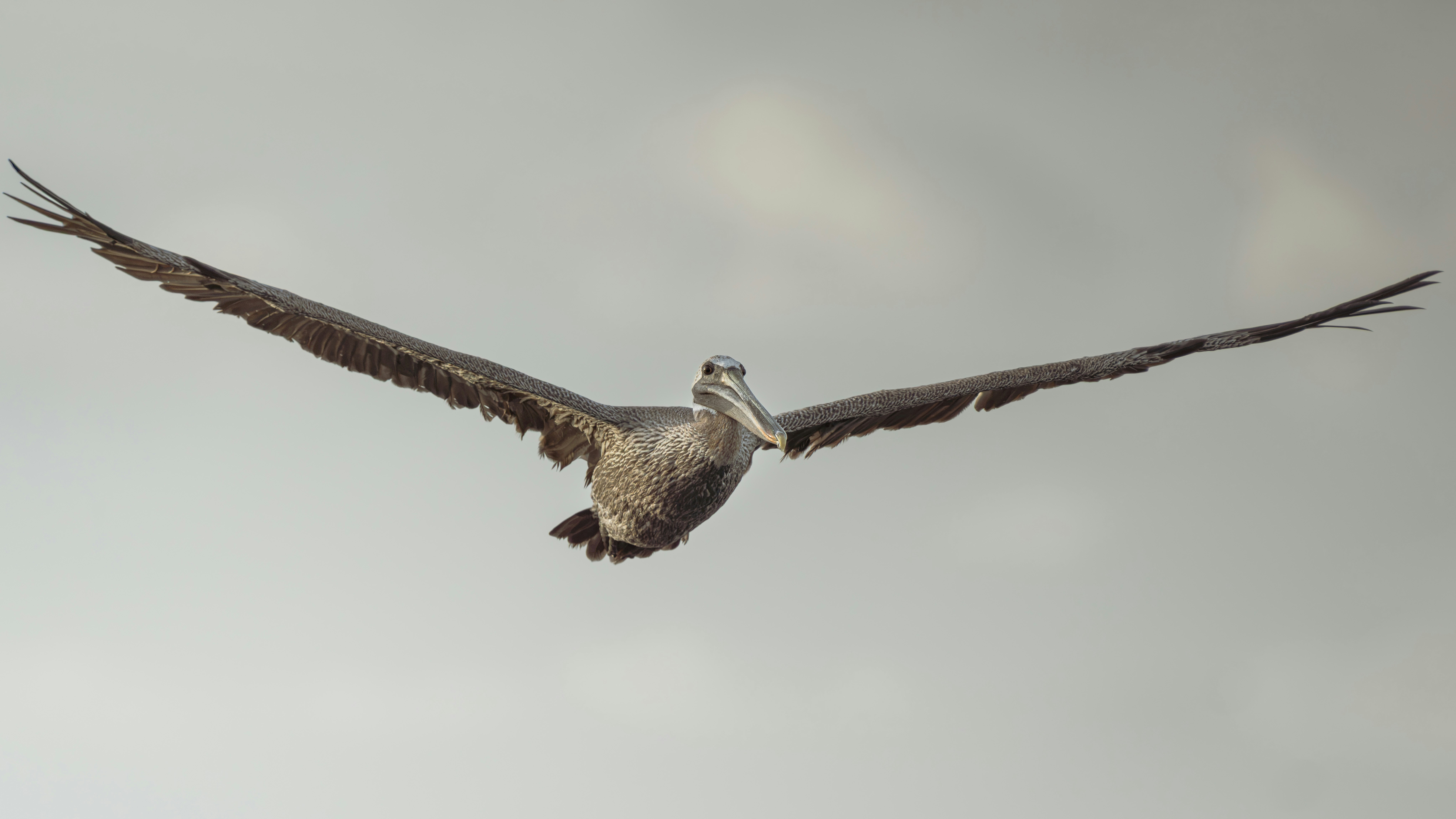 Albatross in Flight: A Lone Serene Glide Against a Misty Sky