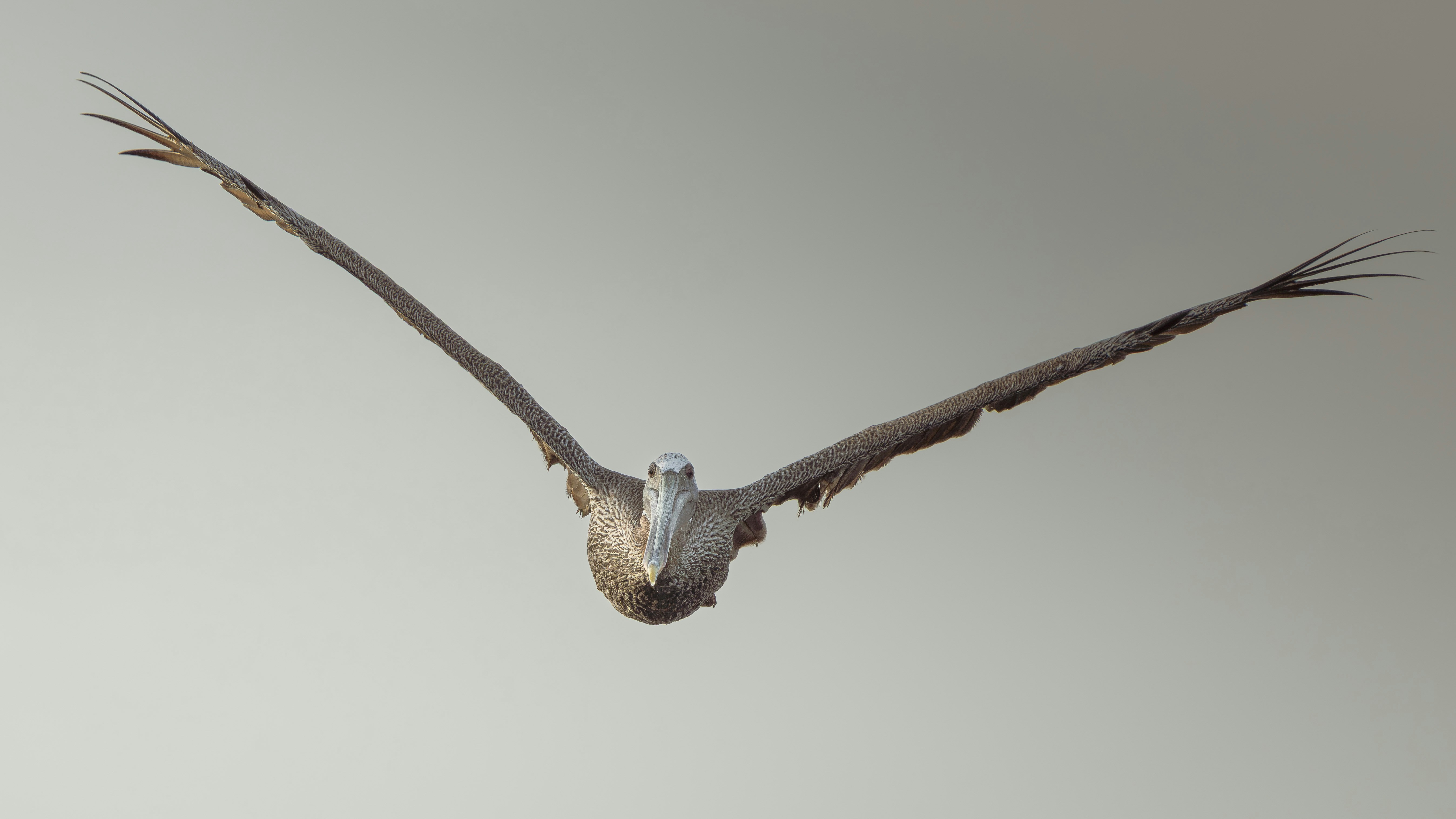 Midair Sentinel: A Bald Eagle Soars with Outstretched Wings