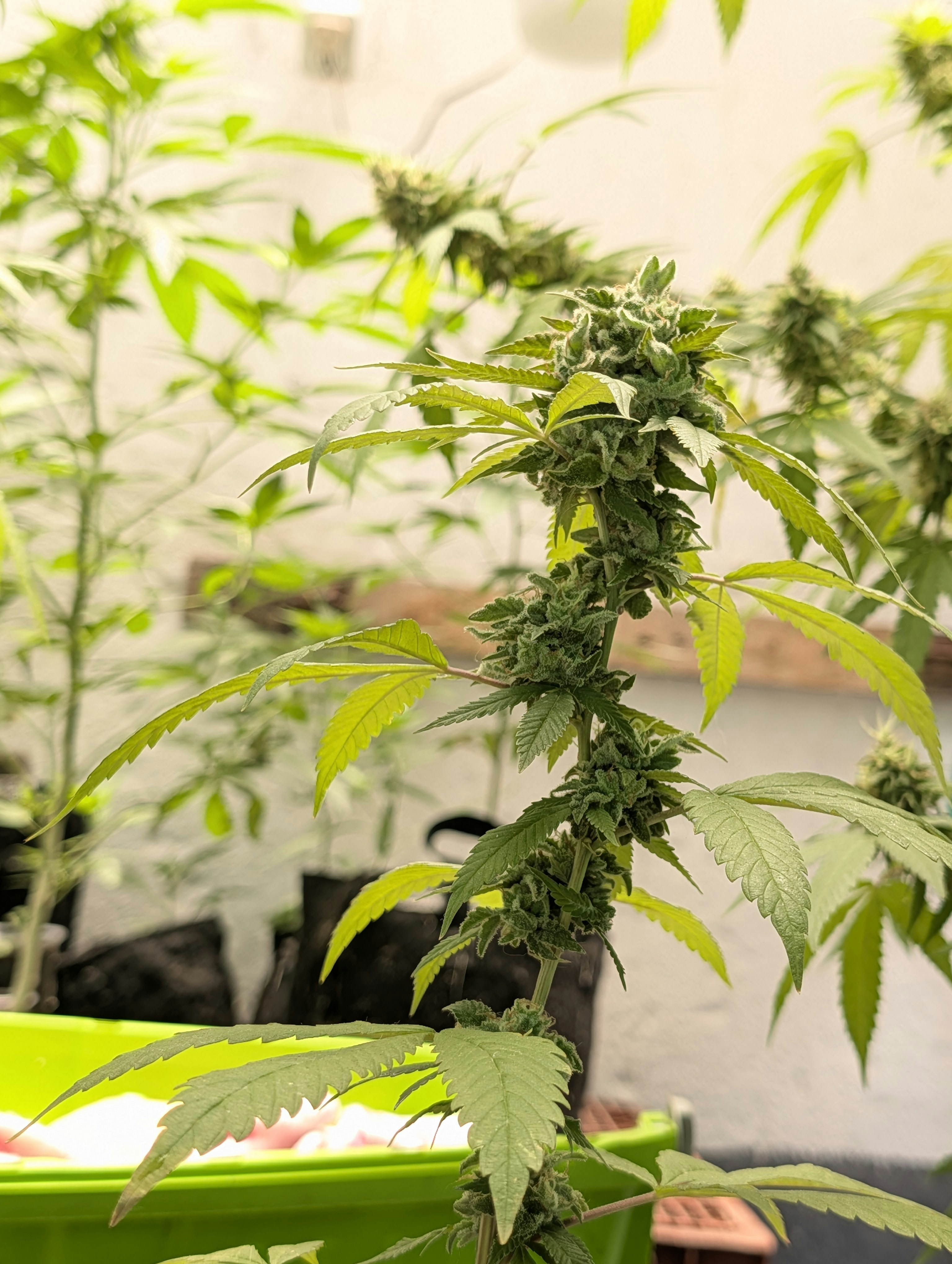 Near-Top Bud Cluster: Vertical Cannabis Plant in a Controlled Grow Tent