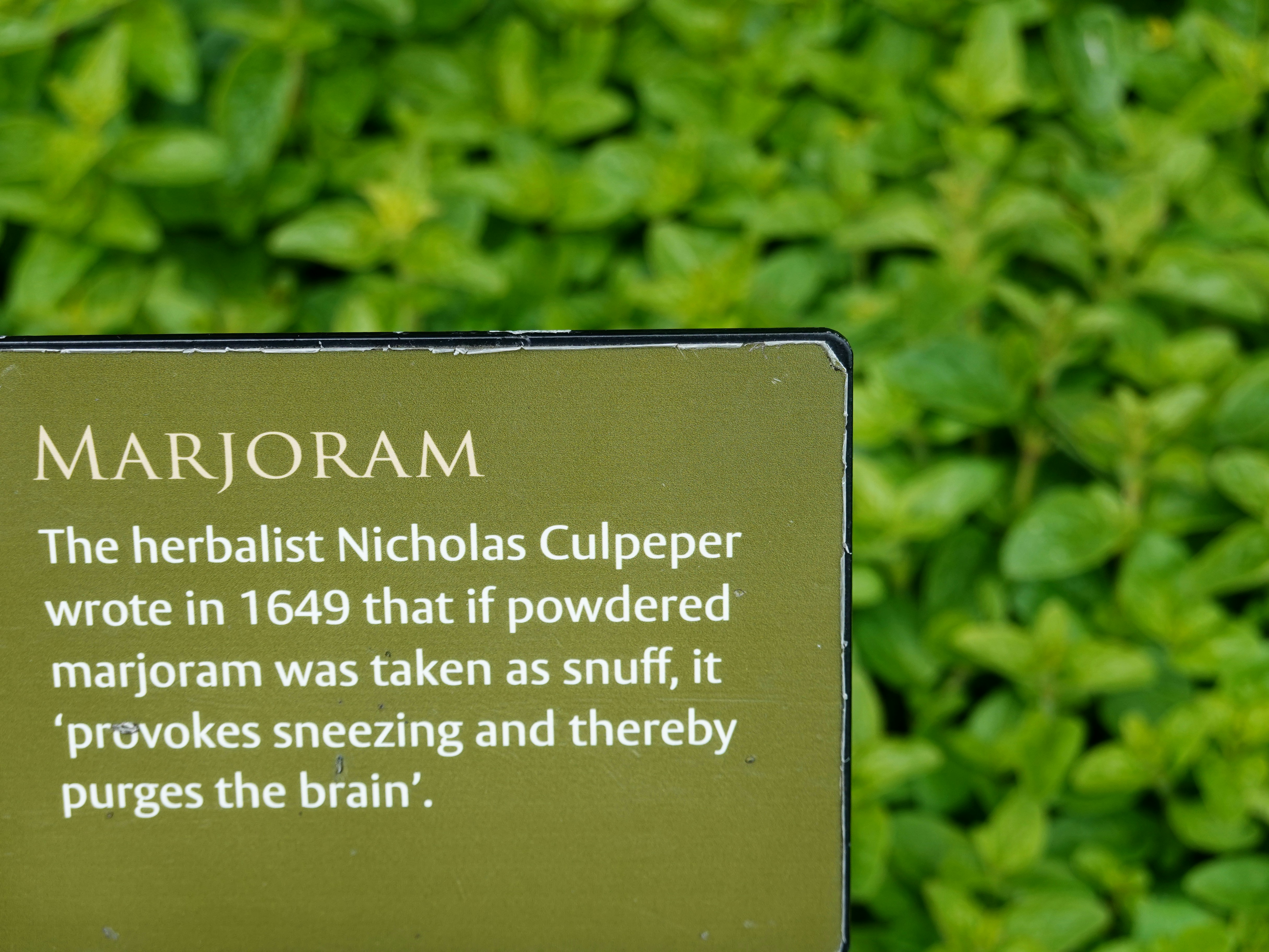 Marjoram Memoir: A Herbarium Tale on a Weathered Plaque