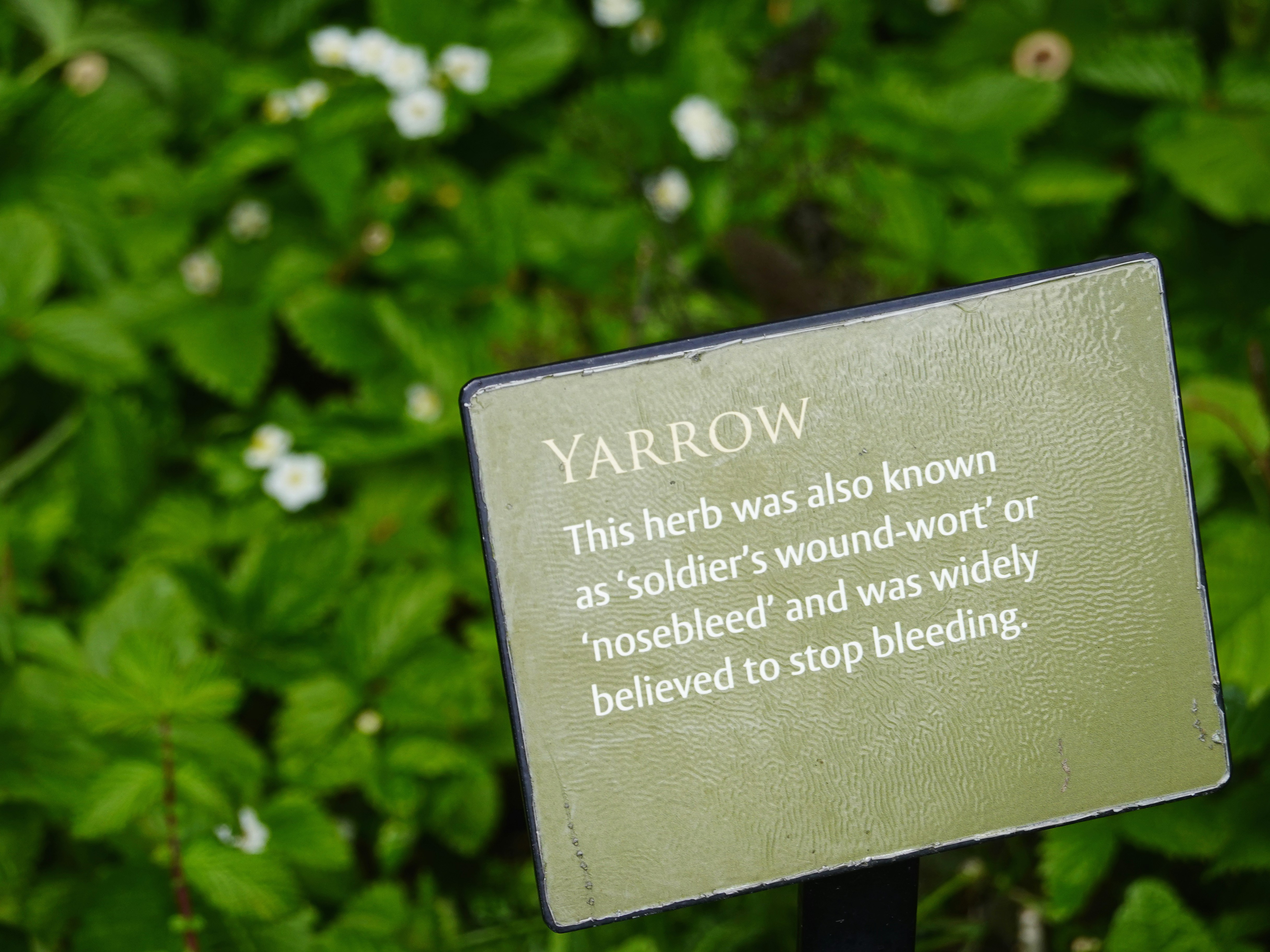 Herbal Plaque in a Greeny Garden
