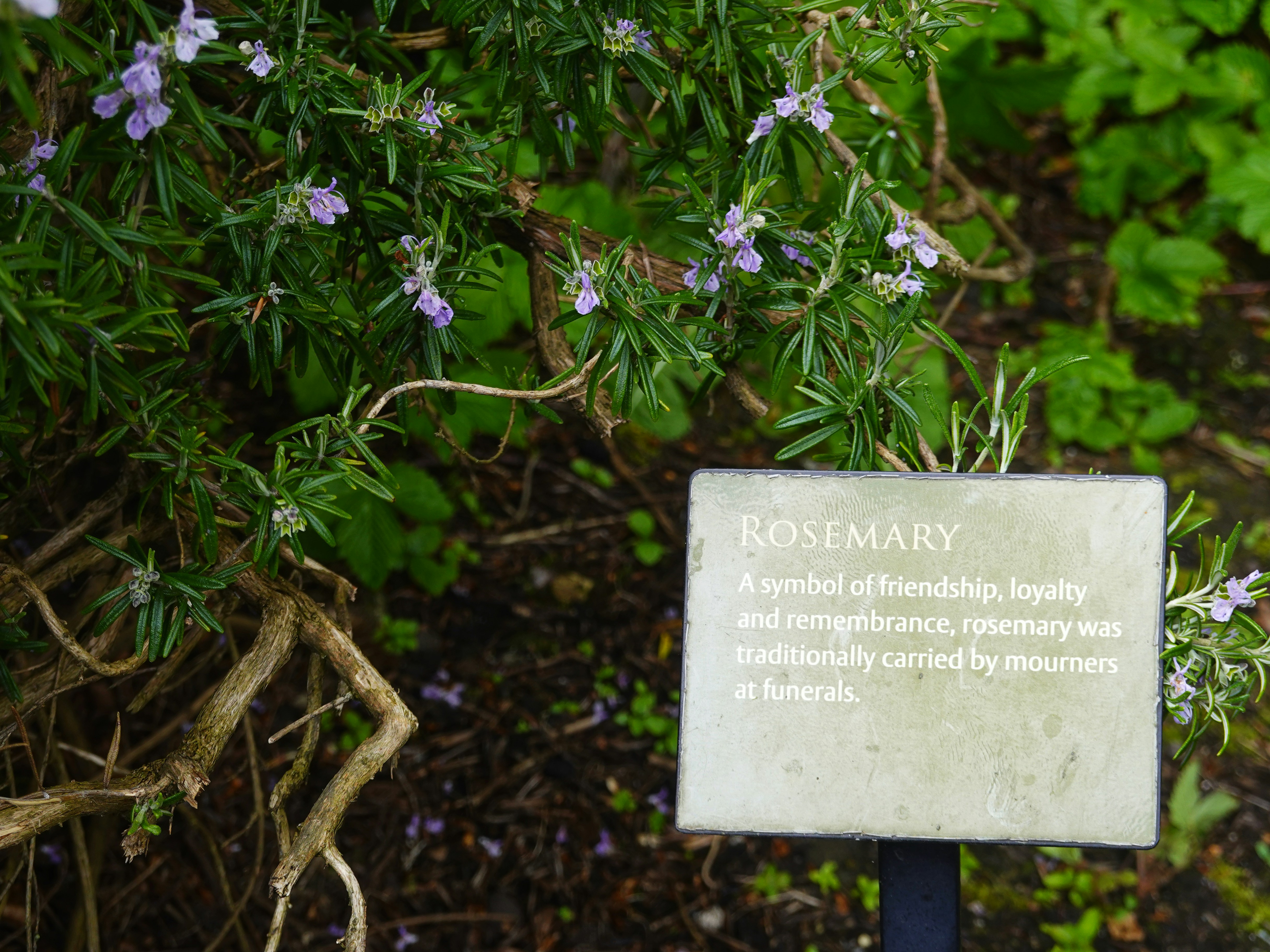 Rosemary Plaque Amid Lavender and Greenery