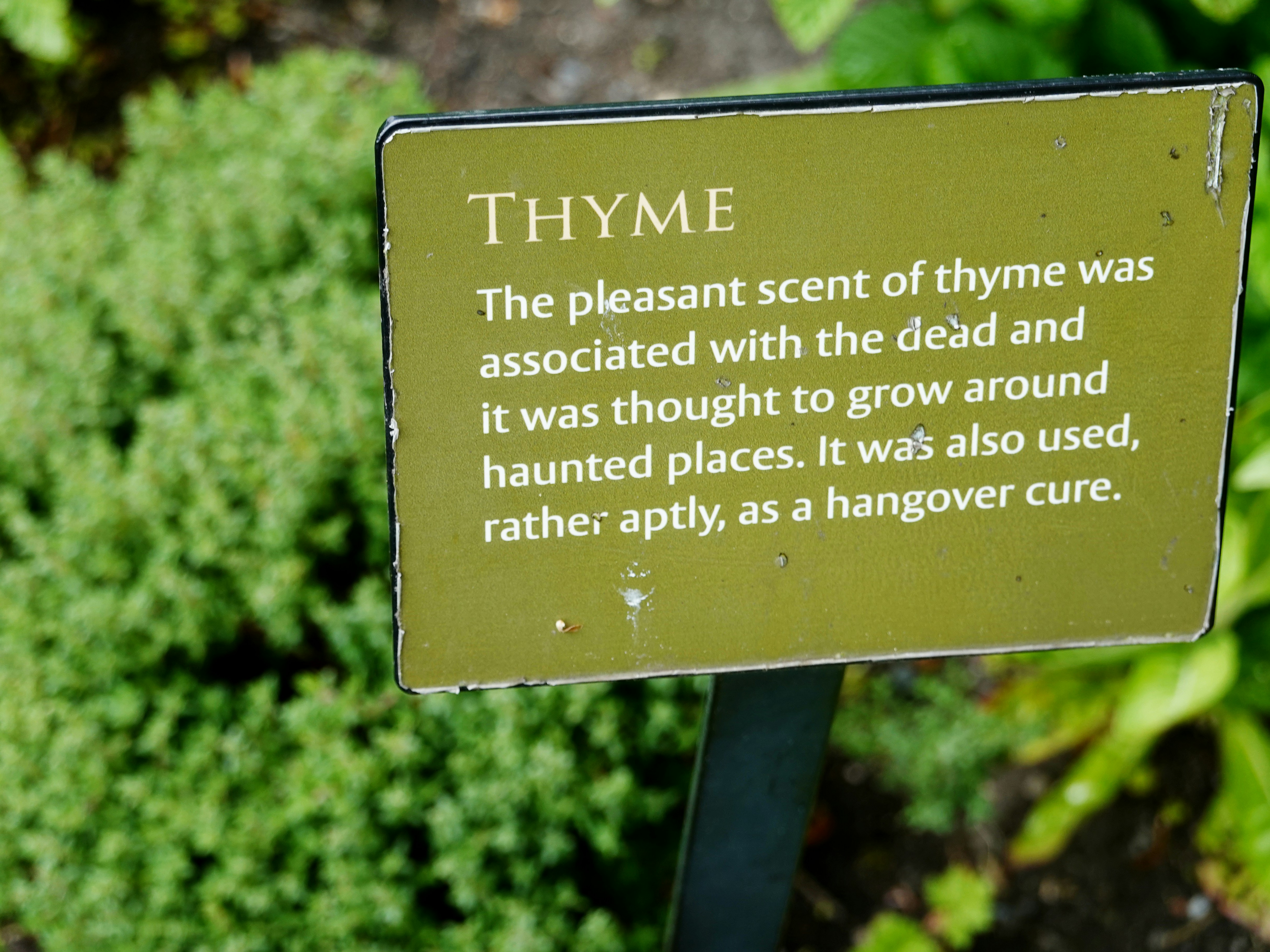 Thyme Signboard in a Lush Garden