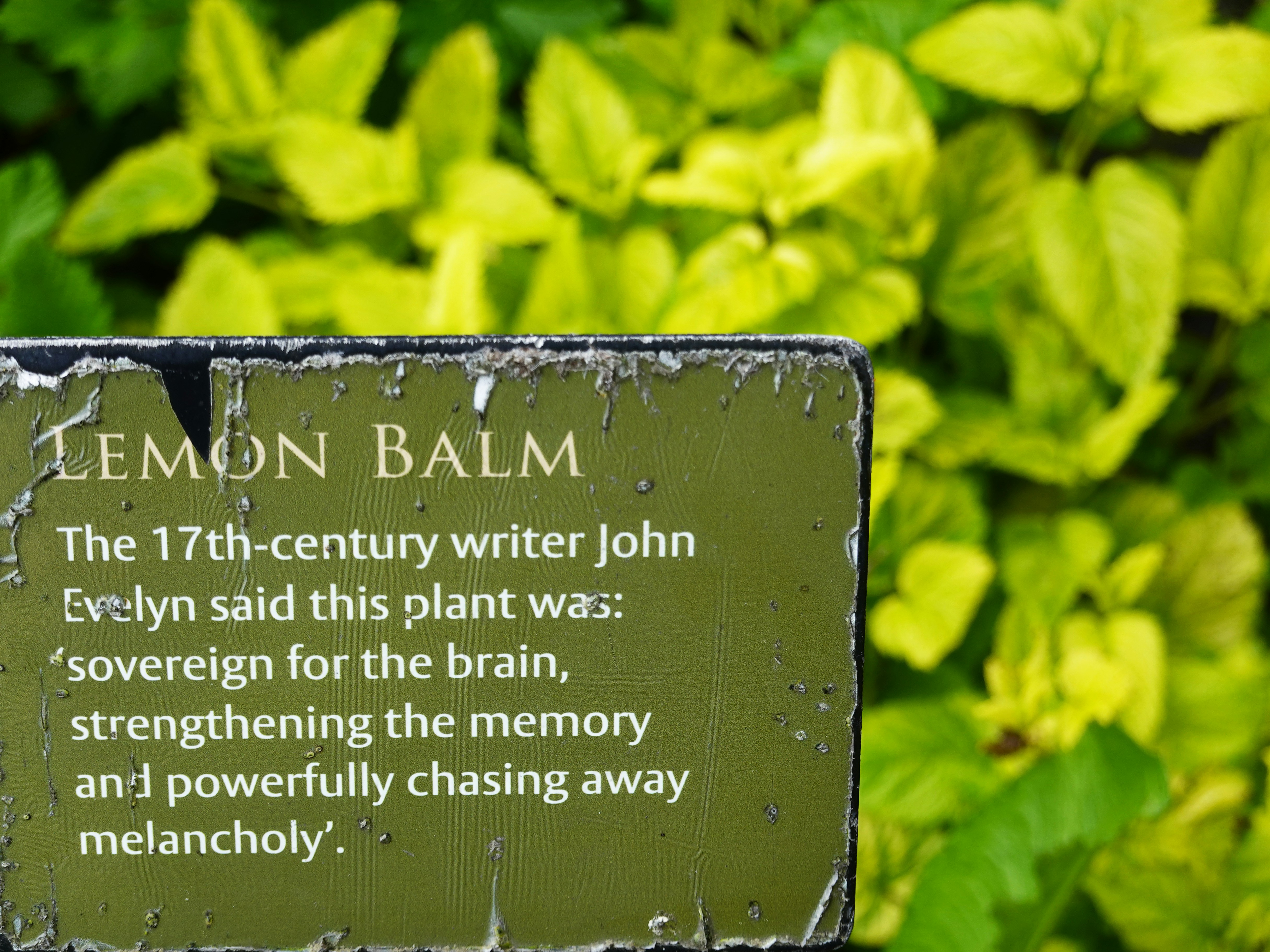 Lemon Balm Sign Amid Verdant Backdrop