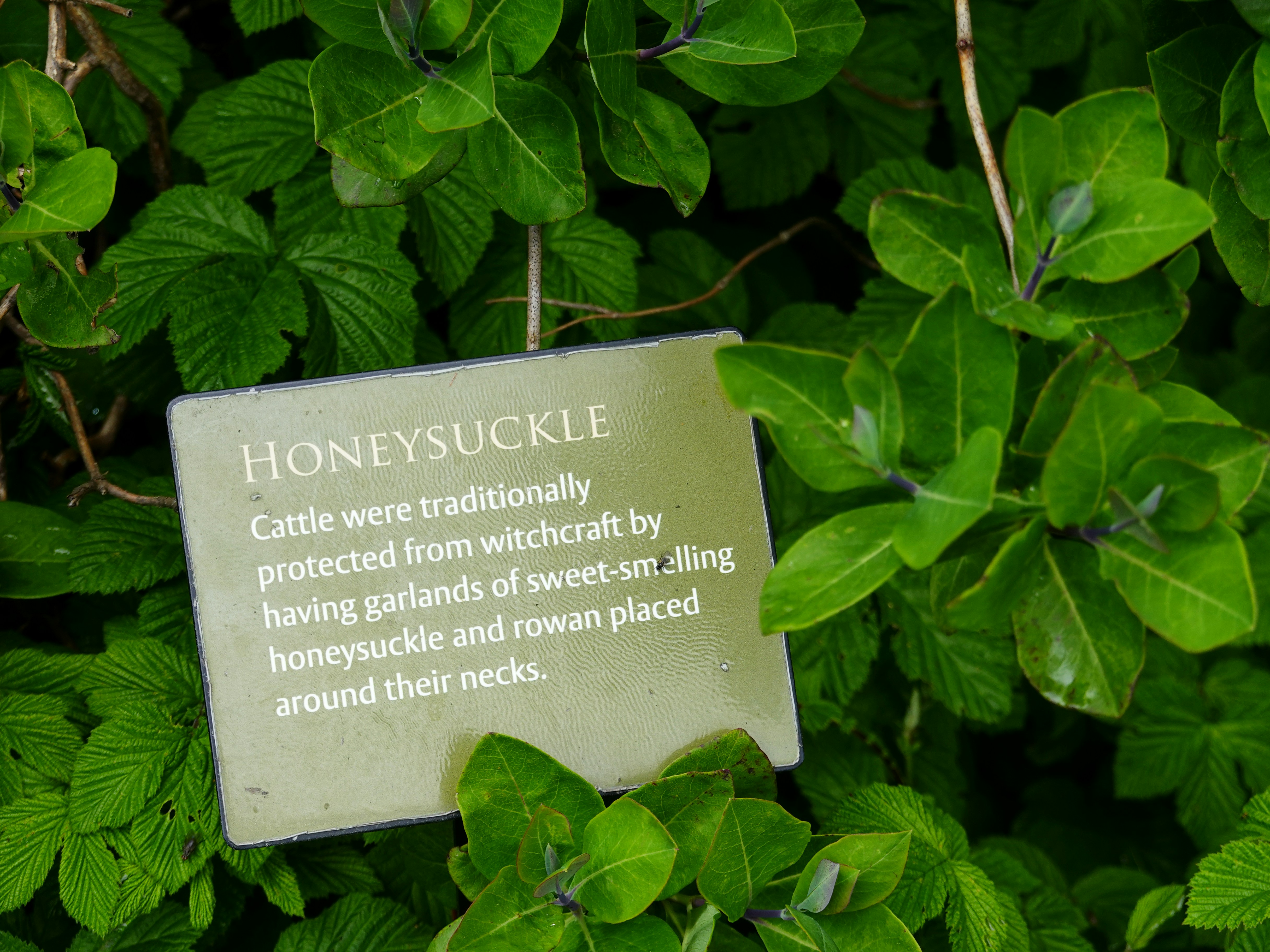 Honeysuckle Sign Hidden in Green Veil