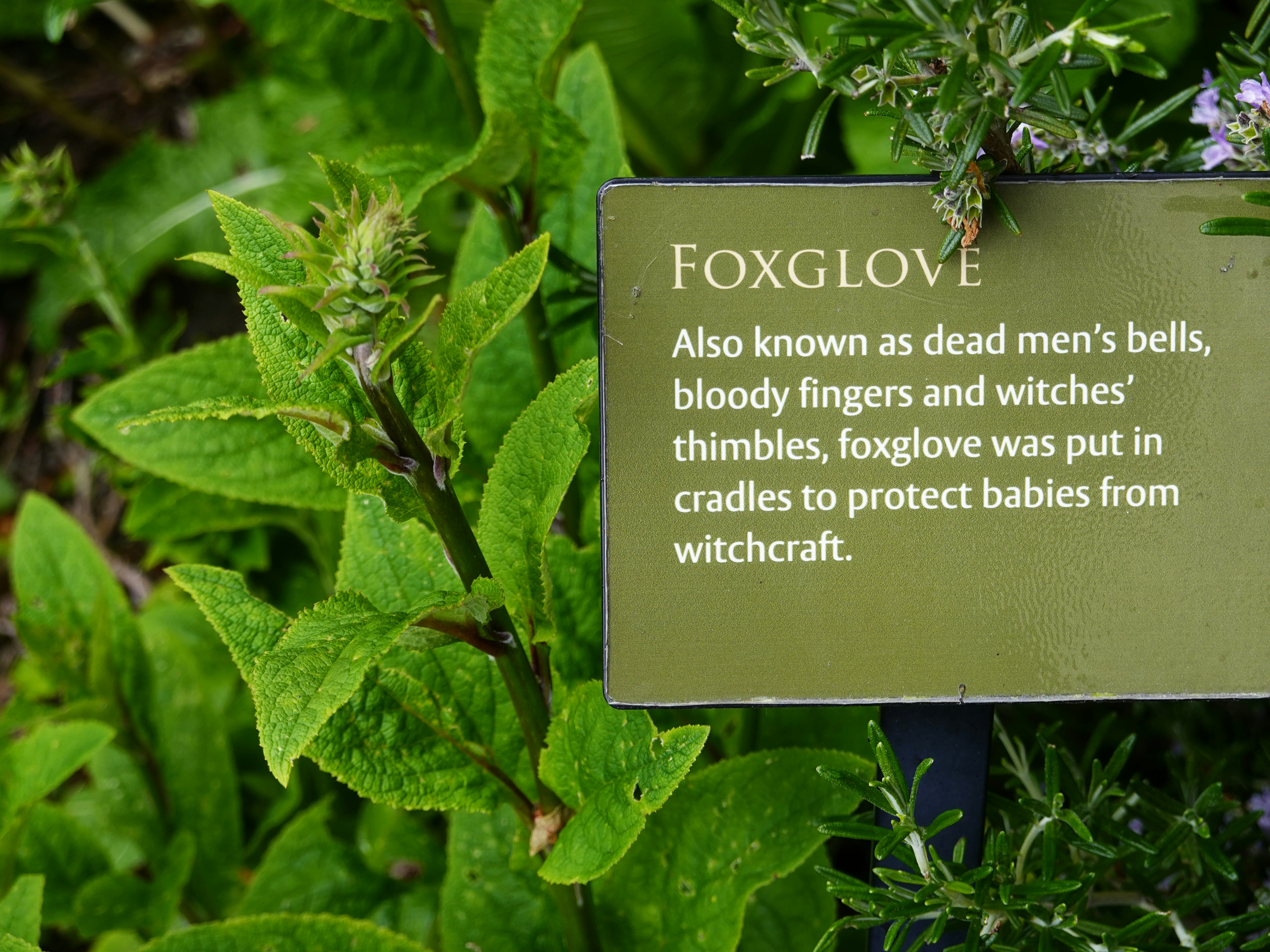 Foxglove Signpost: Vivid Green Leaves Meet a Botanical Plaque