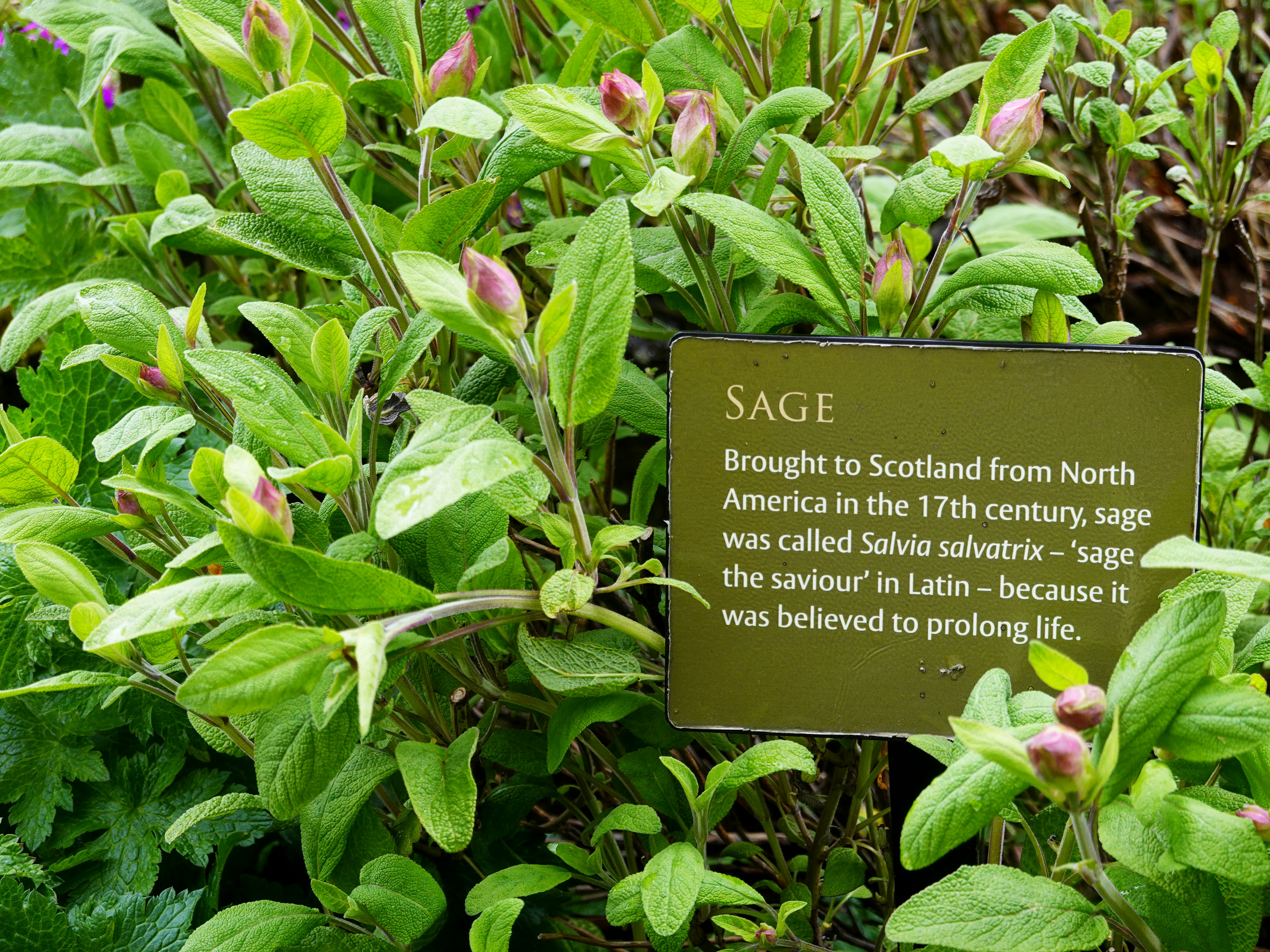 Sign of Sage: A Close-Up of a Botanical Exhibit