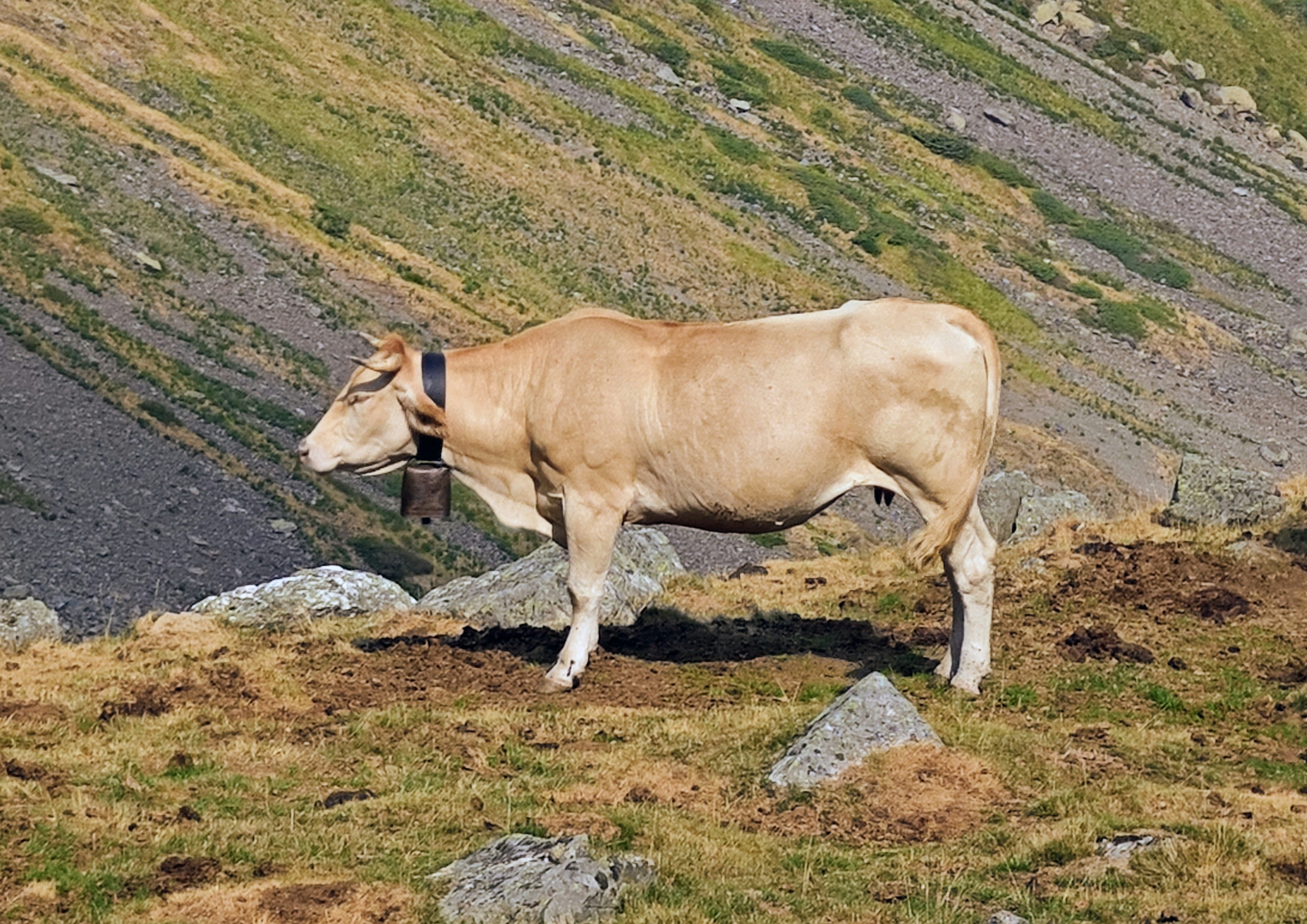 Rugged hillside with a light-brown cow standing on rocky turf, collar visible, amid sparse vegetation and sloping terrain.