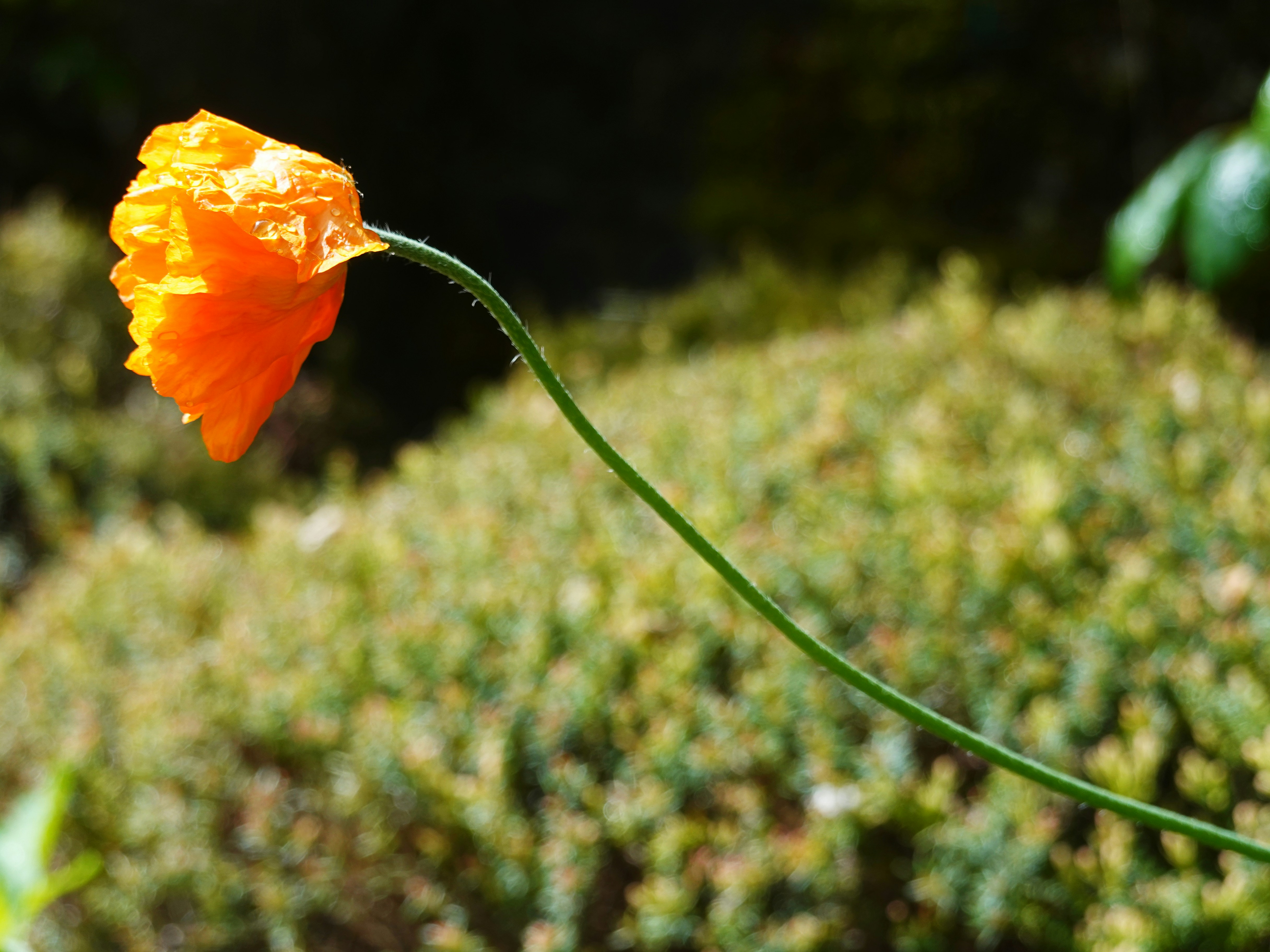 A single orange poppy flower with water droplets on a thin green stem