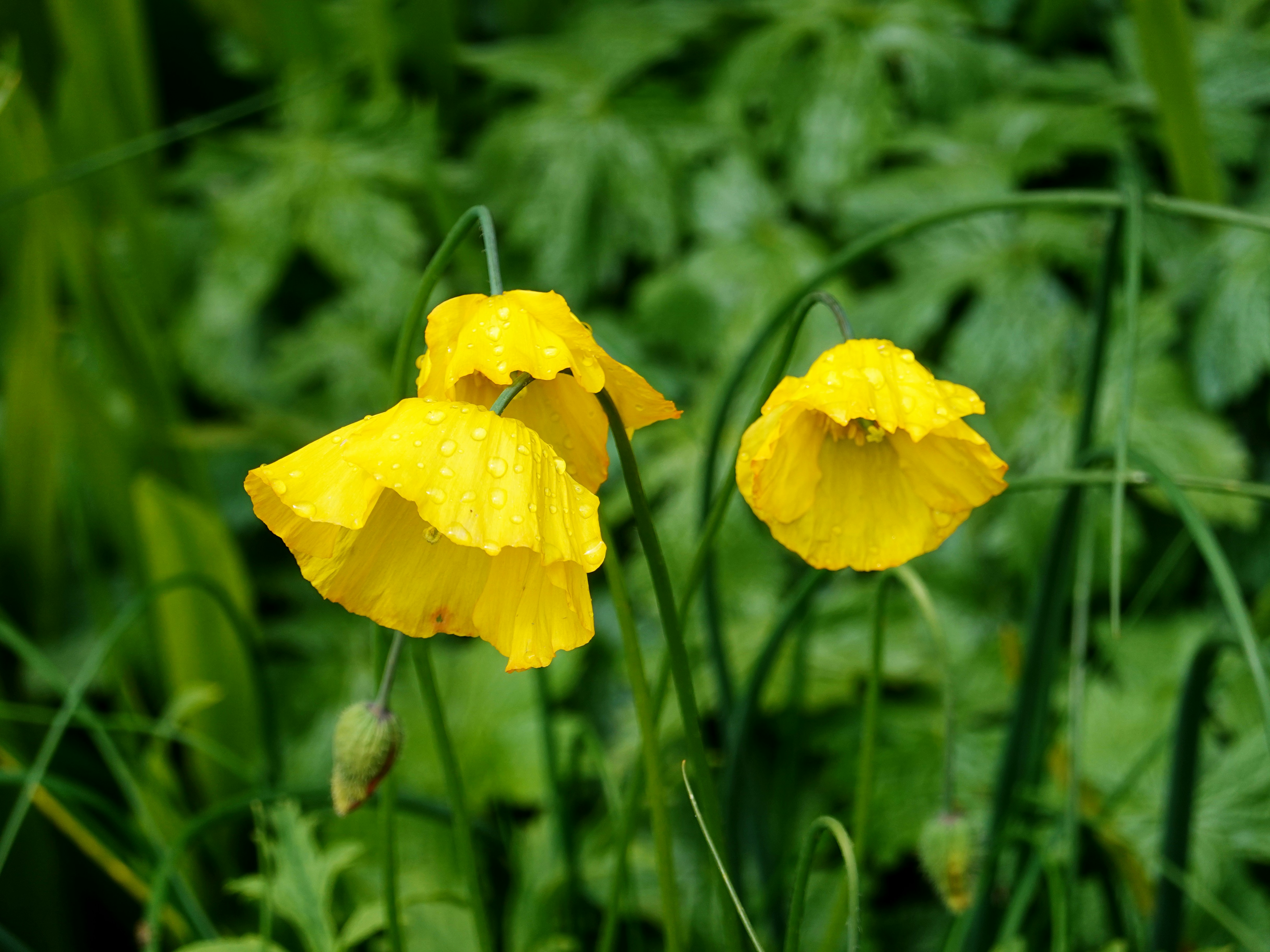 Two Papaveraceae in May Morning Light