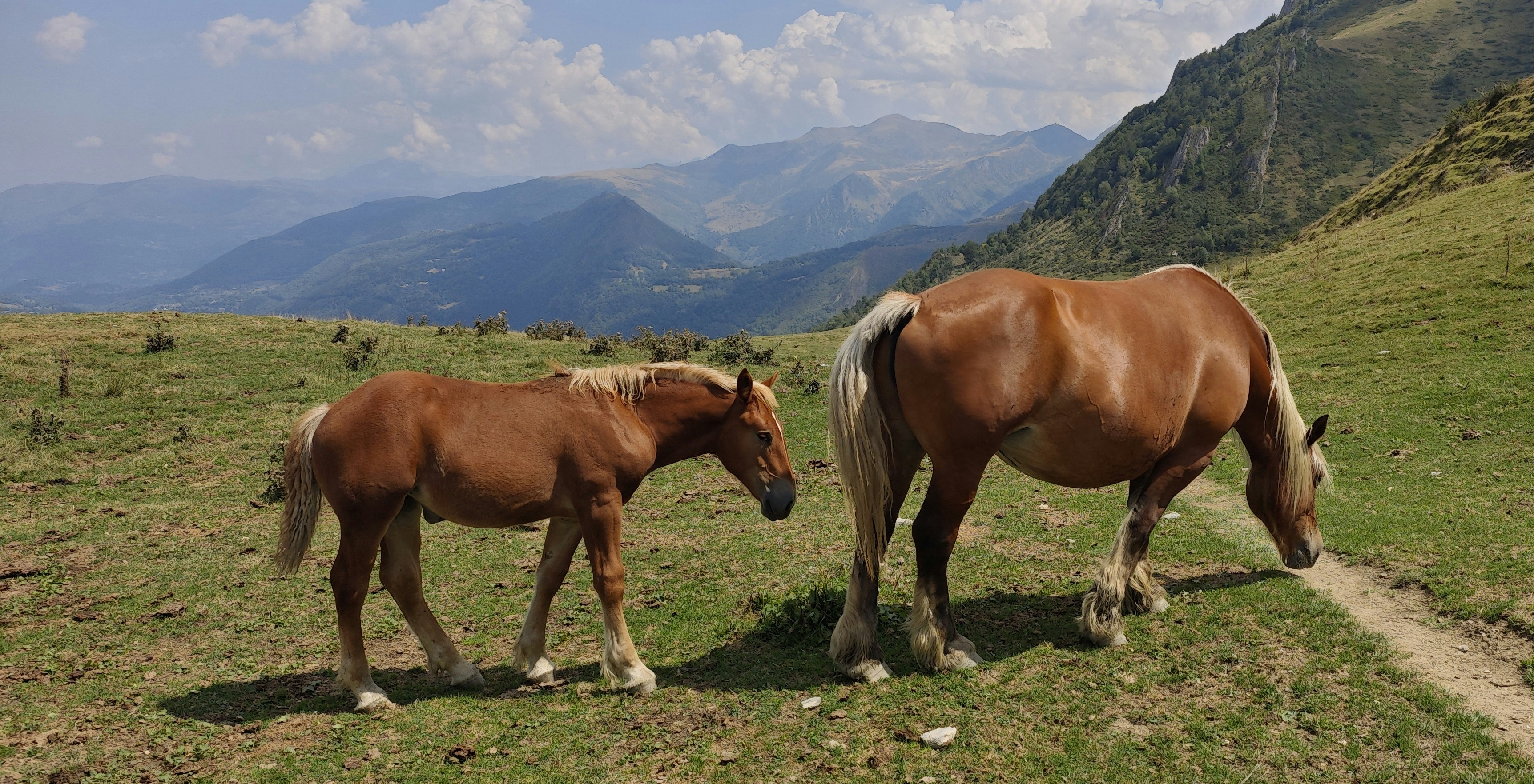 Two horses graze along a grassy hillside with a distant valley and blue mountains under a bright sky.