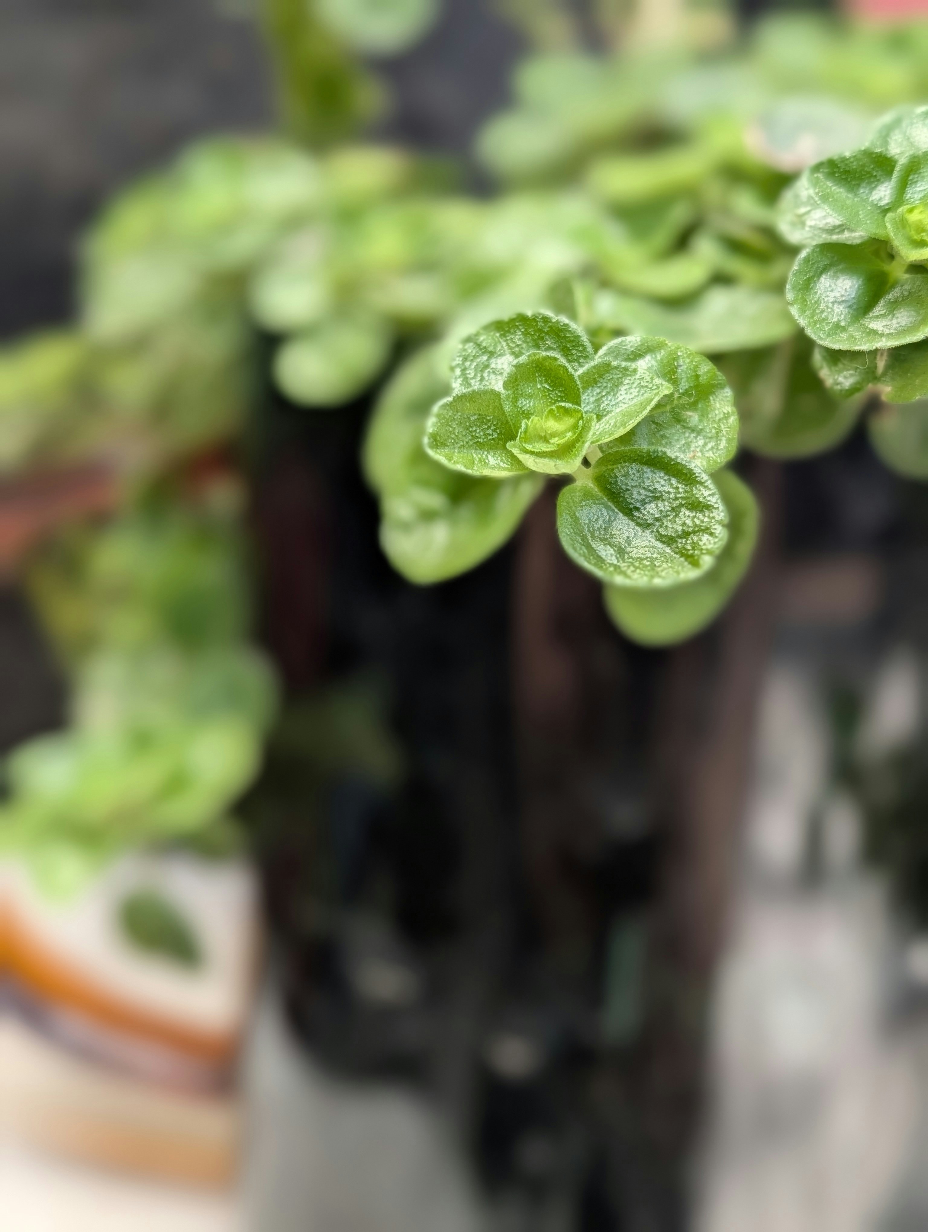 Tiny Emerald Crown: Dew-kissed Succulent Leaves in Soft Focus