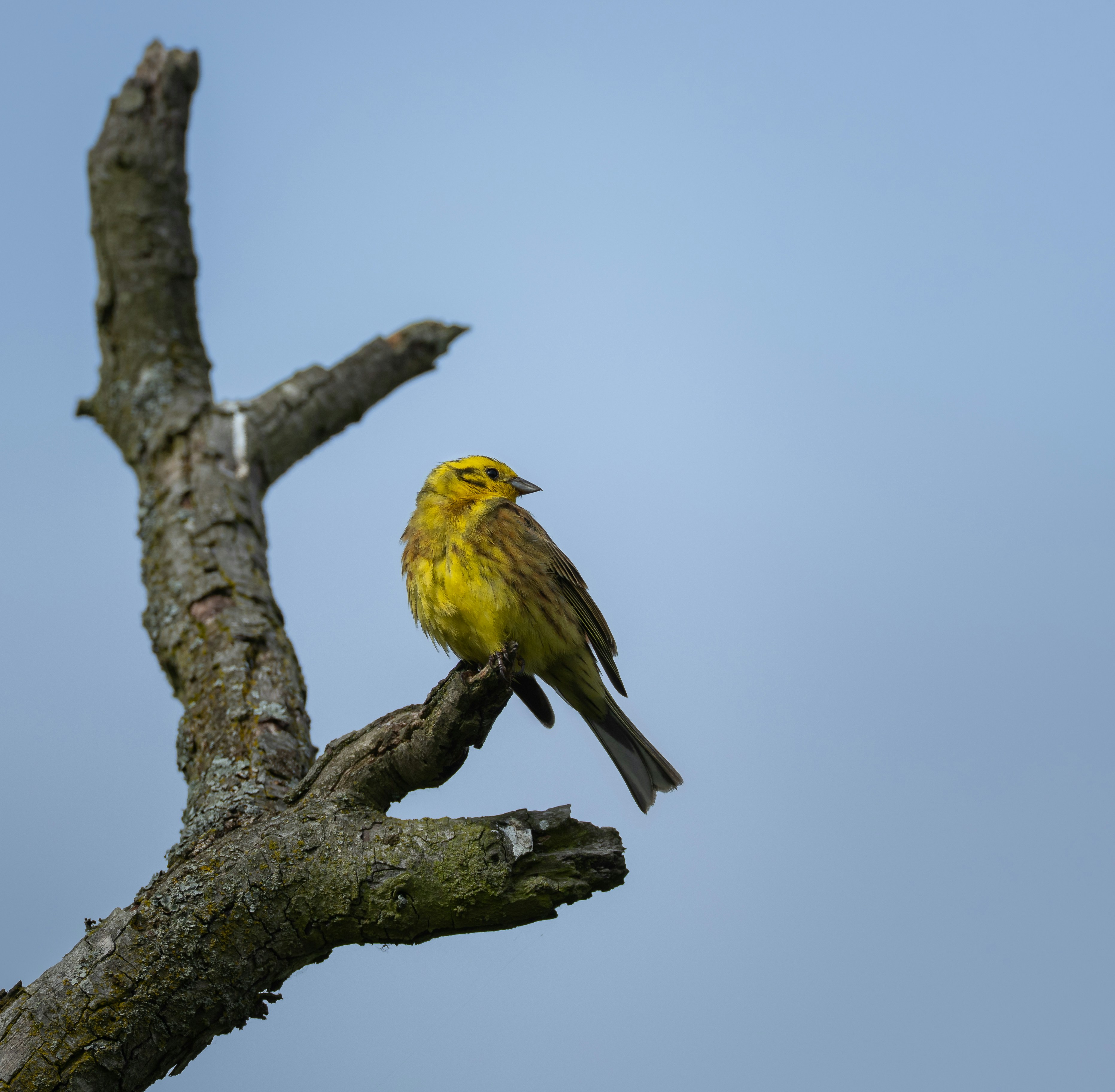 Yellow Warbler Perched on a Weathered Branch Against a Clear Sky