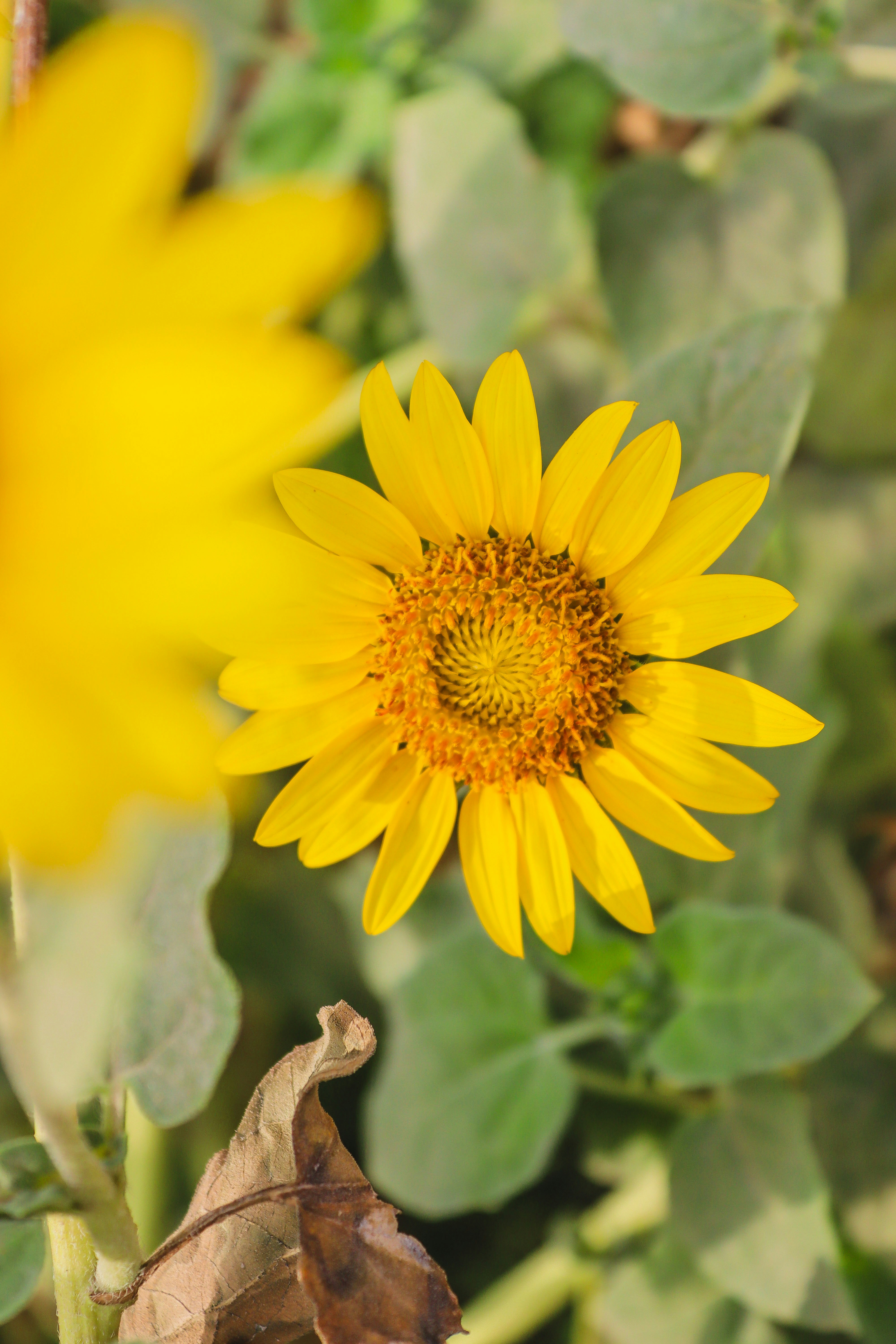 Sunlit Centerstage: The Sunflower's Bold Gaze