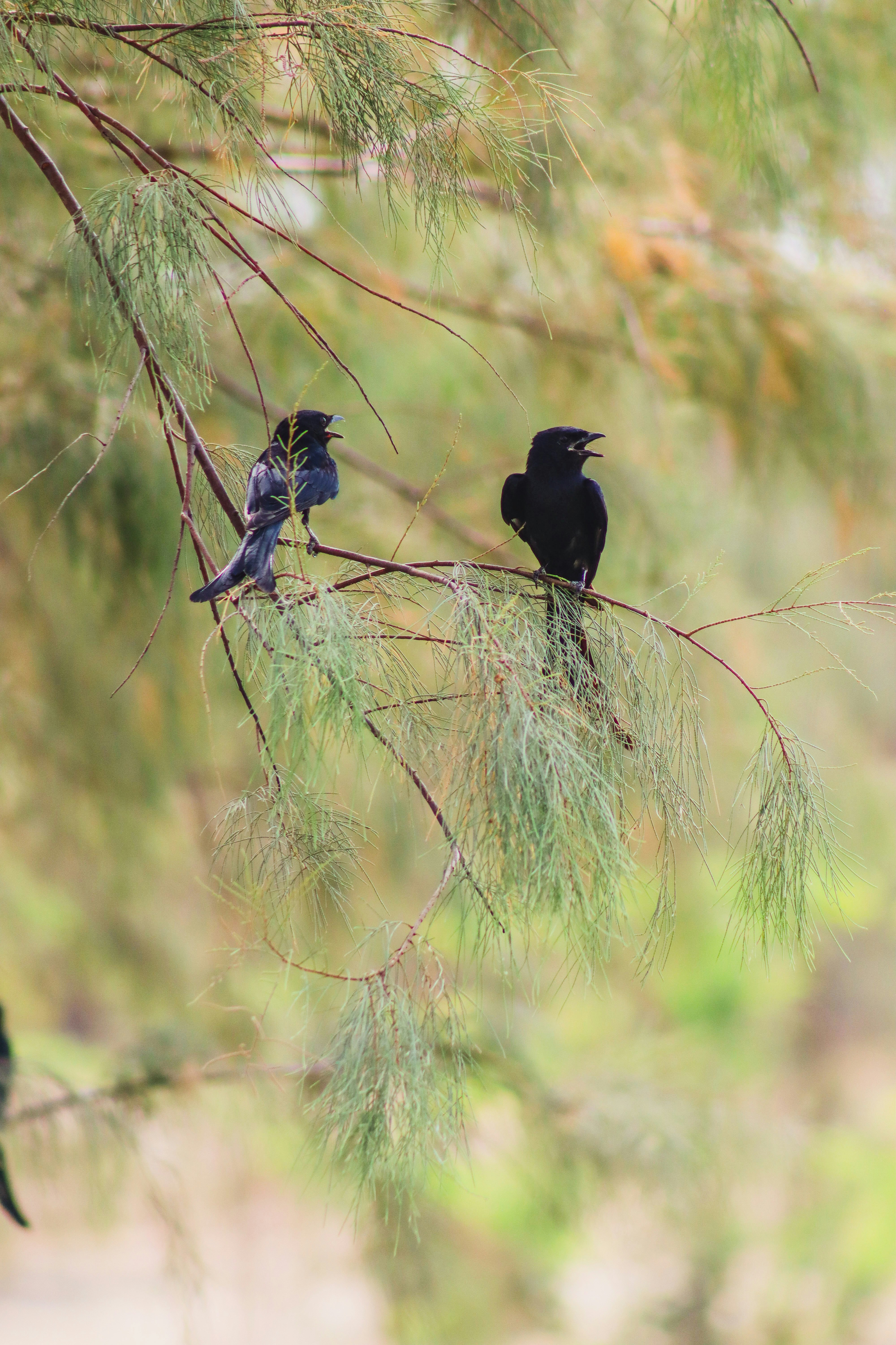 Two Black Birds Perched on a Weeping Branch in Soft Focus