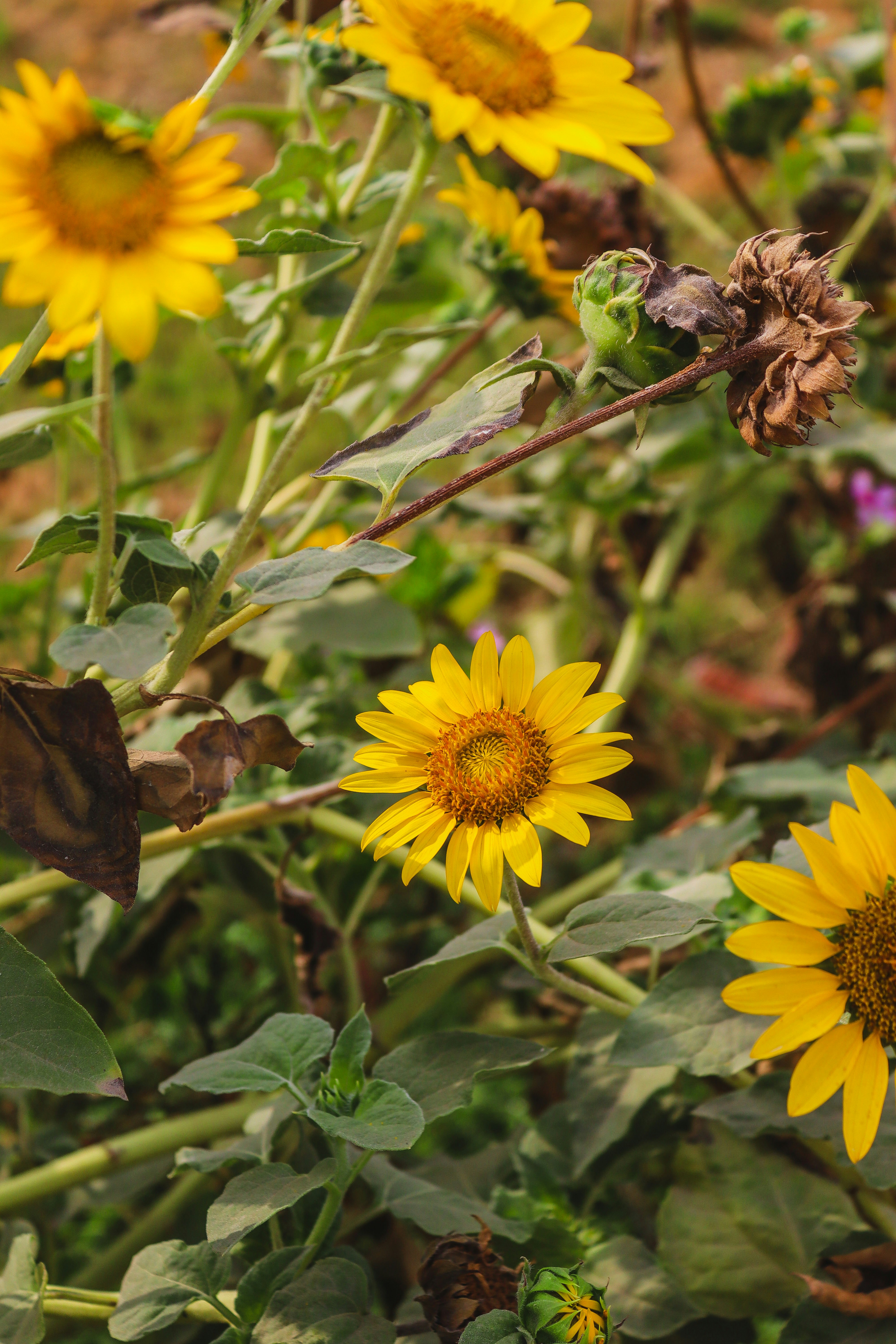 Sunlit Daisy-like Sunflower in a Rustic Patch