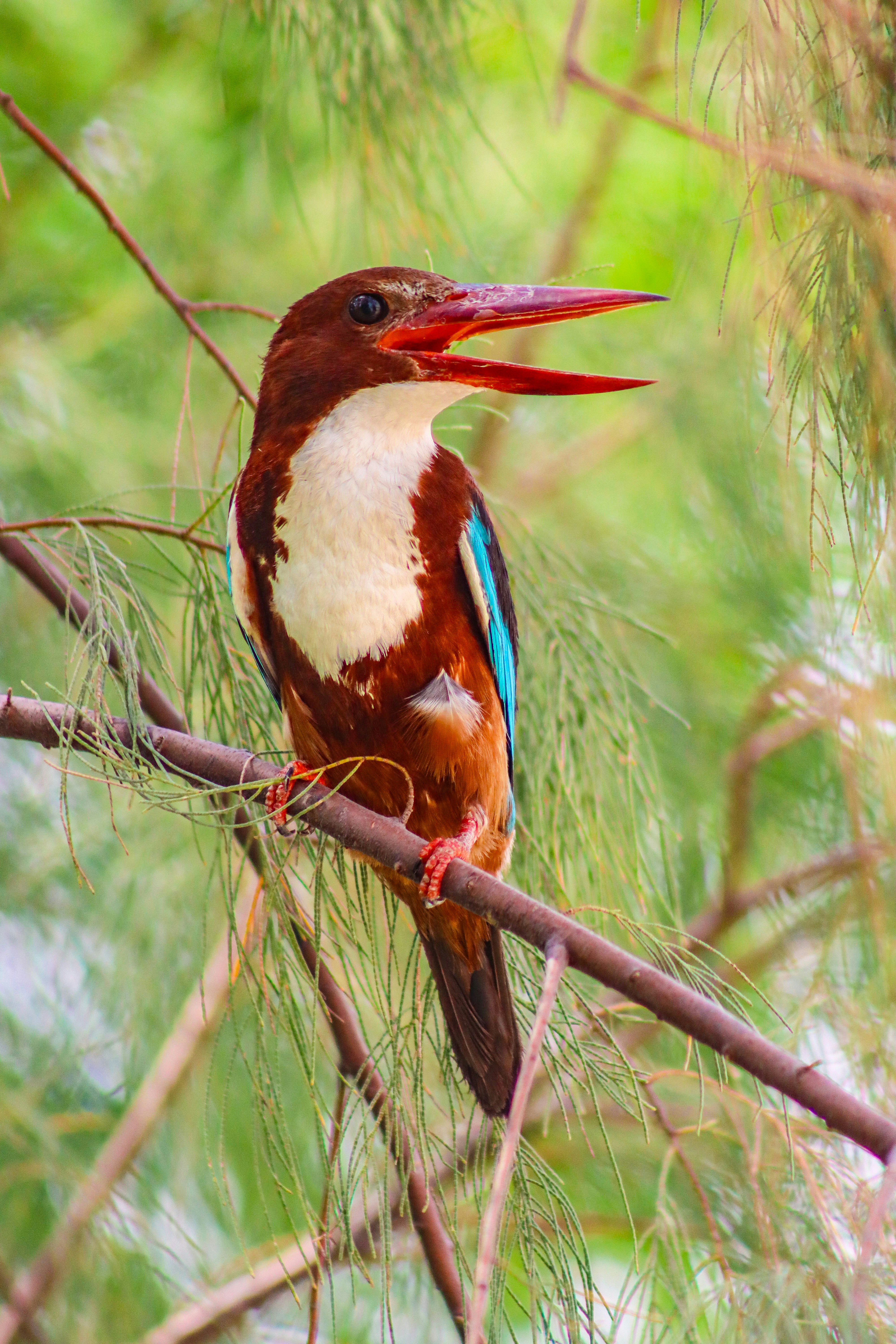 Splash of Crimson: A Kingfisher Guards the Branch