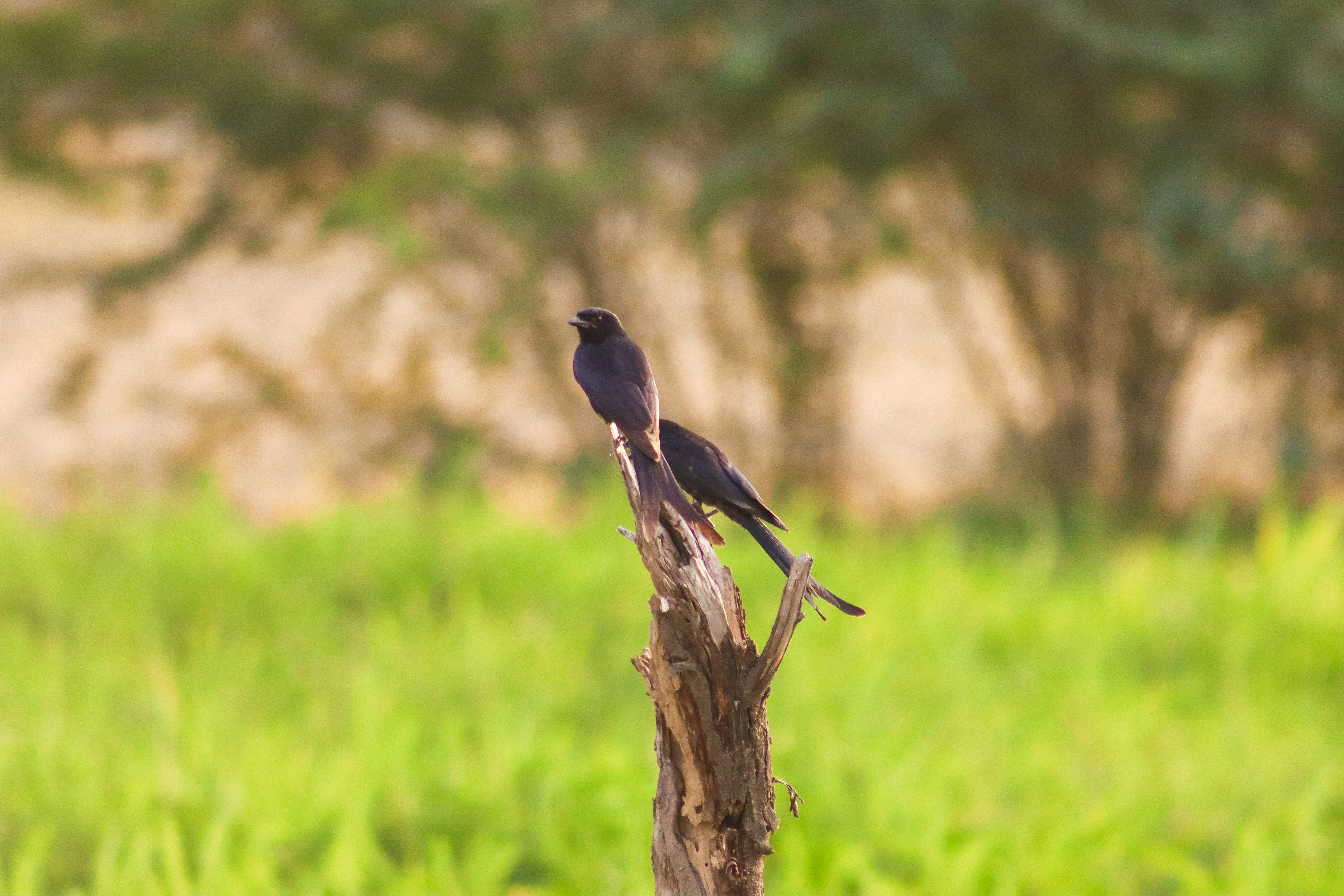 Black Kingfisher on a Weathered Post in Sunlit Field