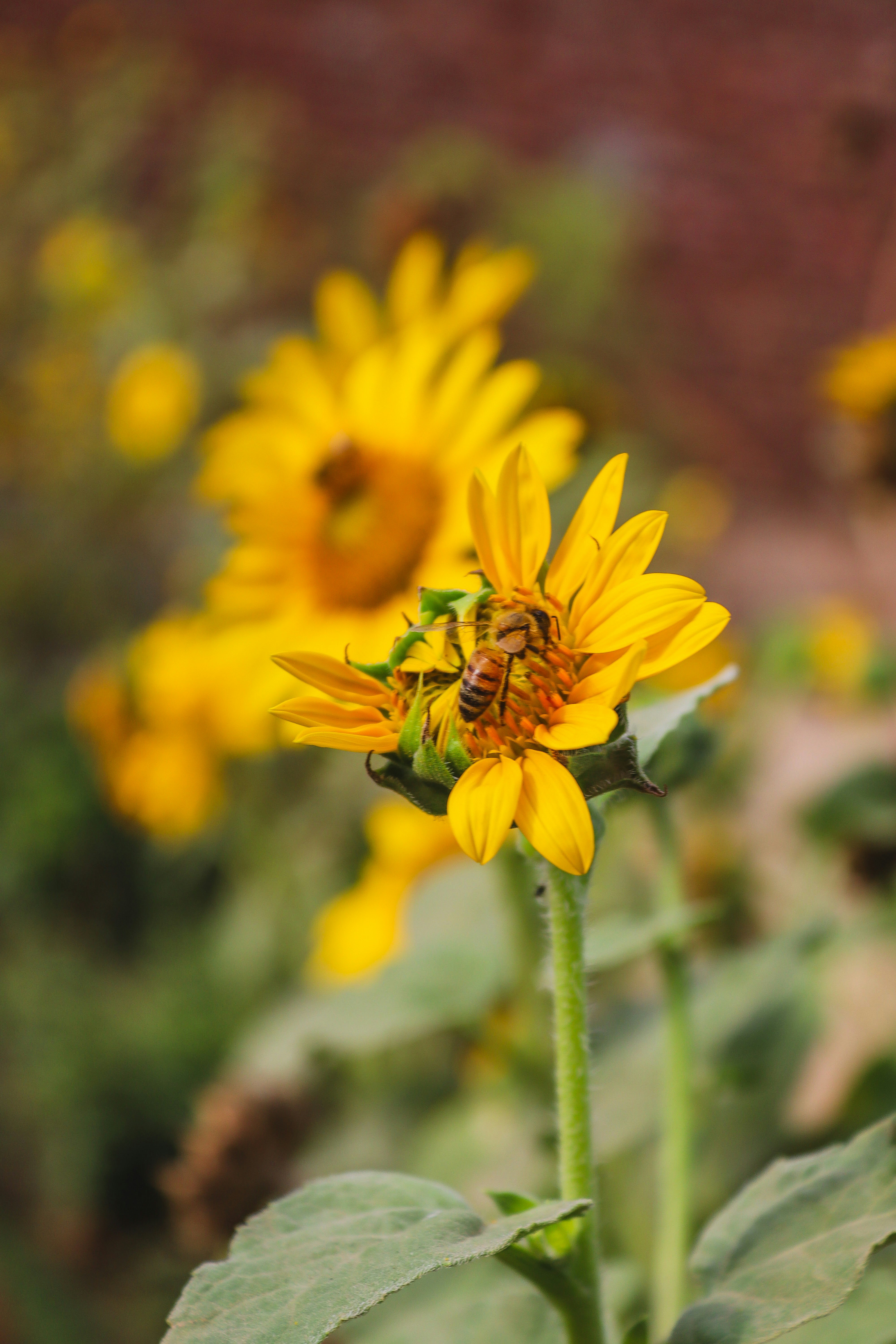  Bee on a Sunflower Crown: A Moment of Pollination